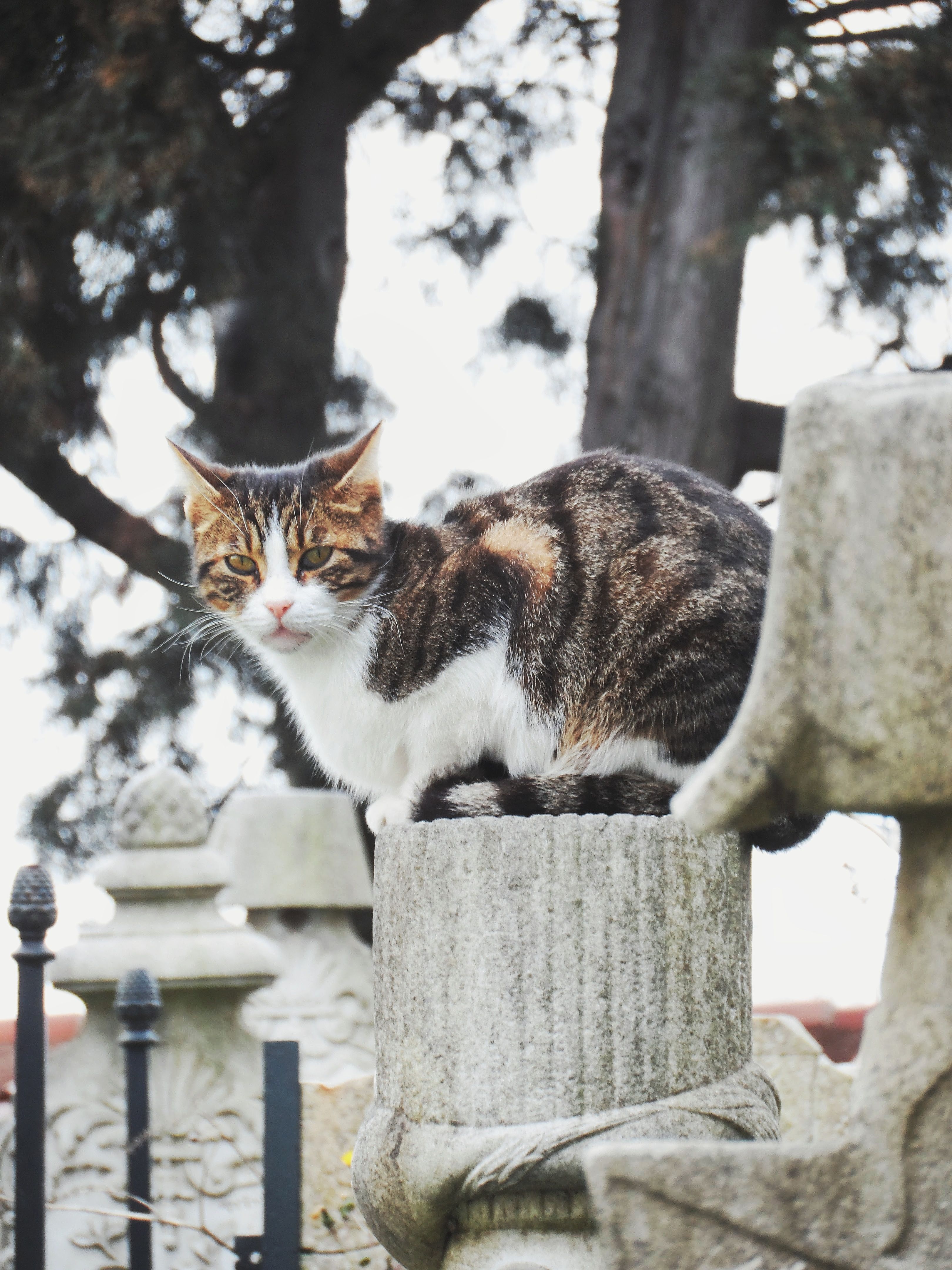 A cat is sitting on top of a stone pillar · Free Stock Photo