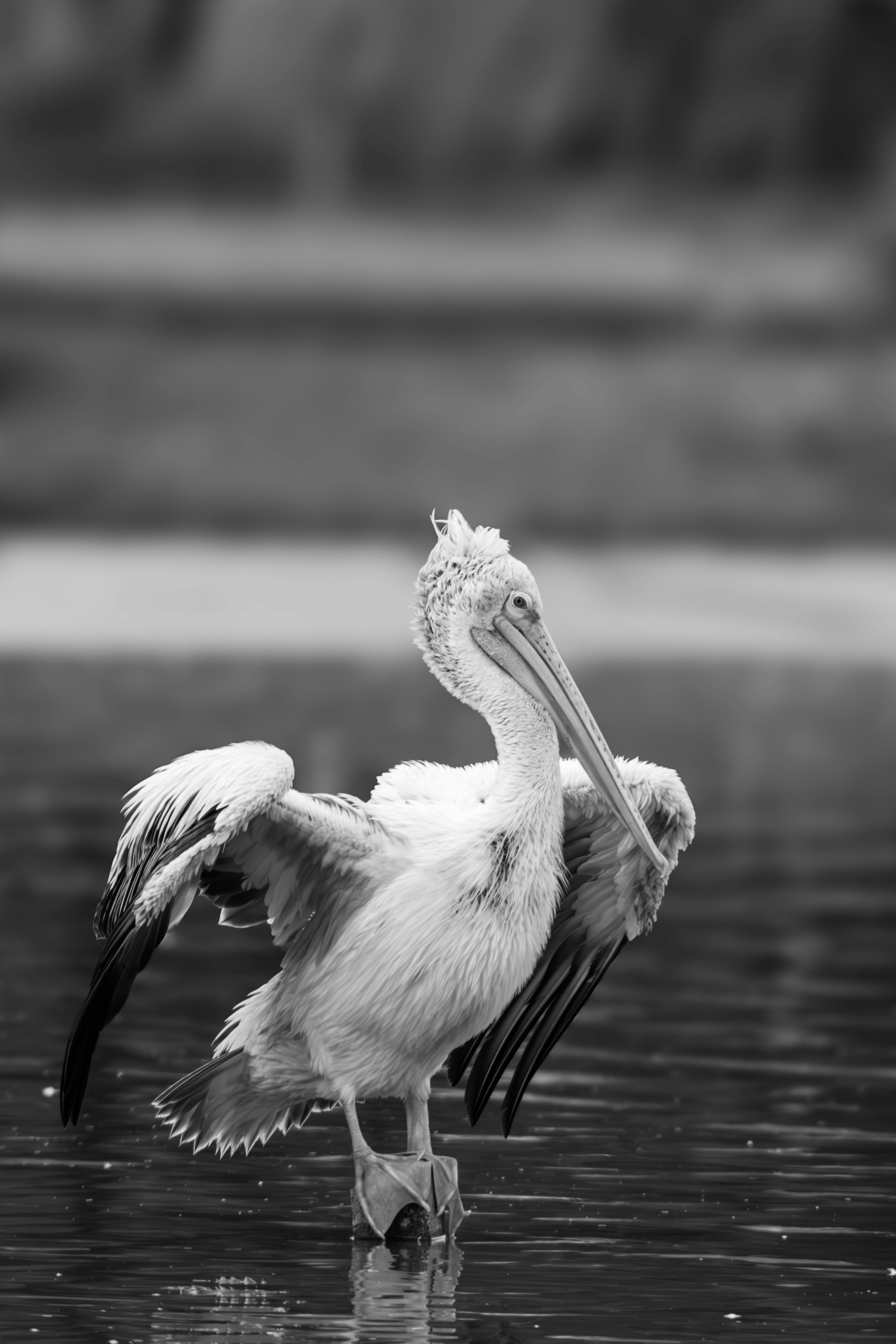 Great White Pelican in Water · Free Stock Photo