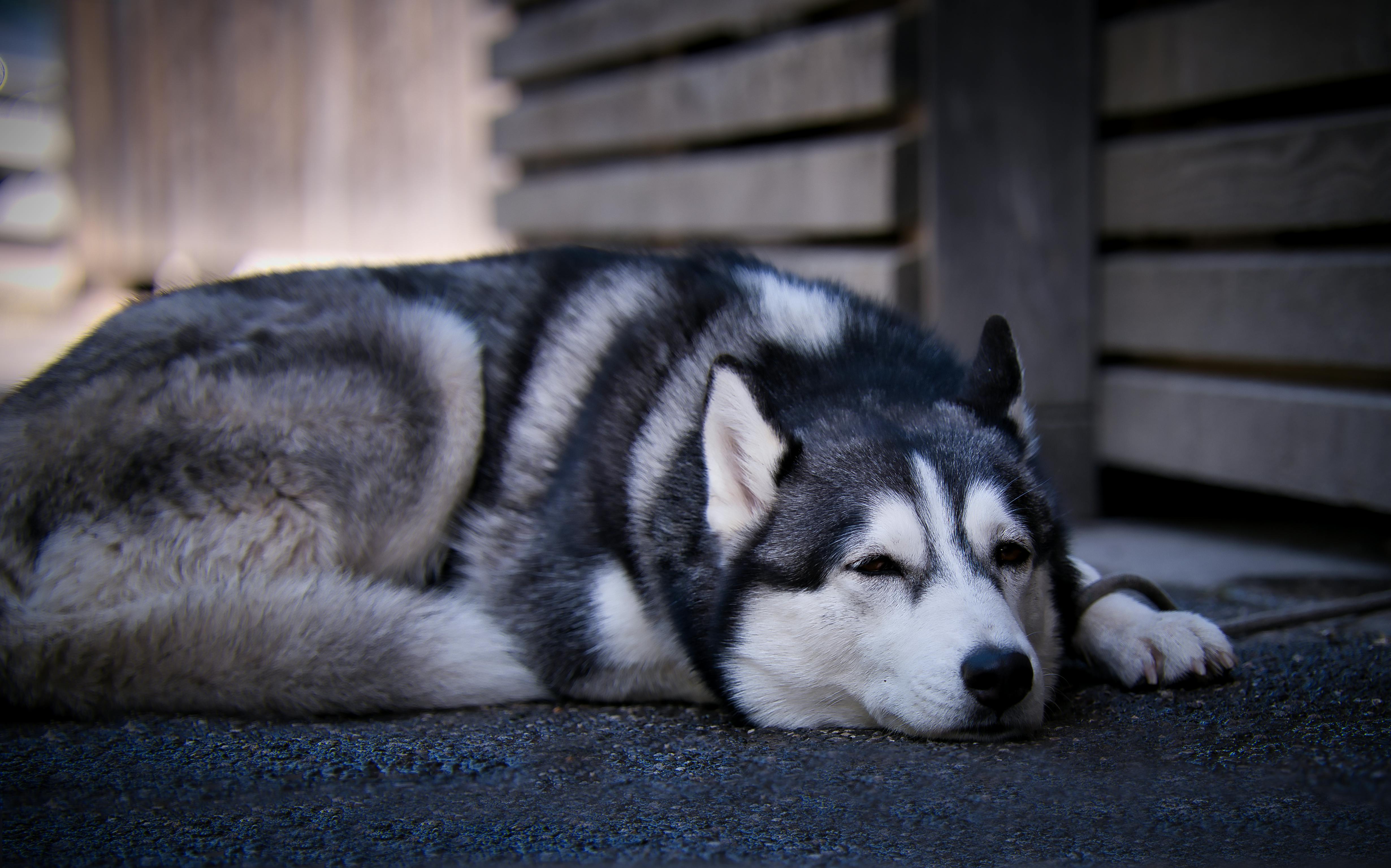 Husky Dog Lying Down on Ground · Free Stock Photo
