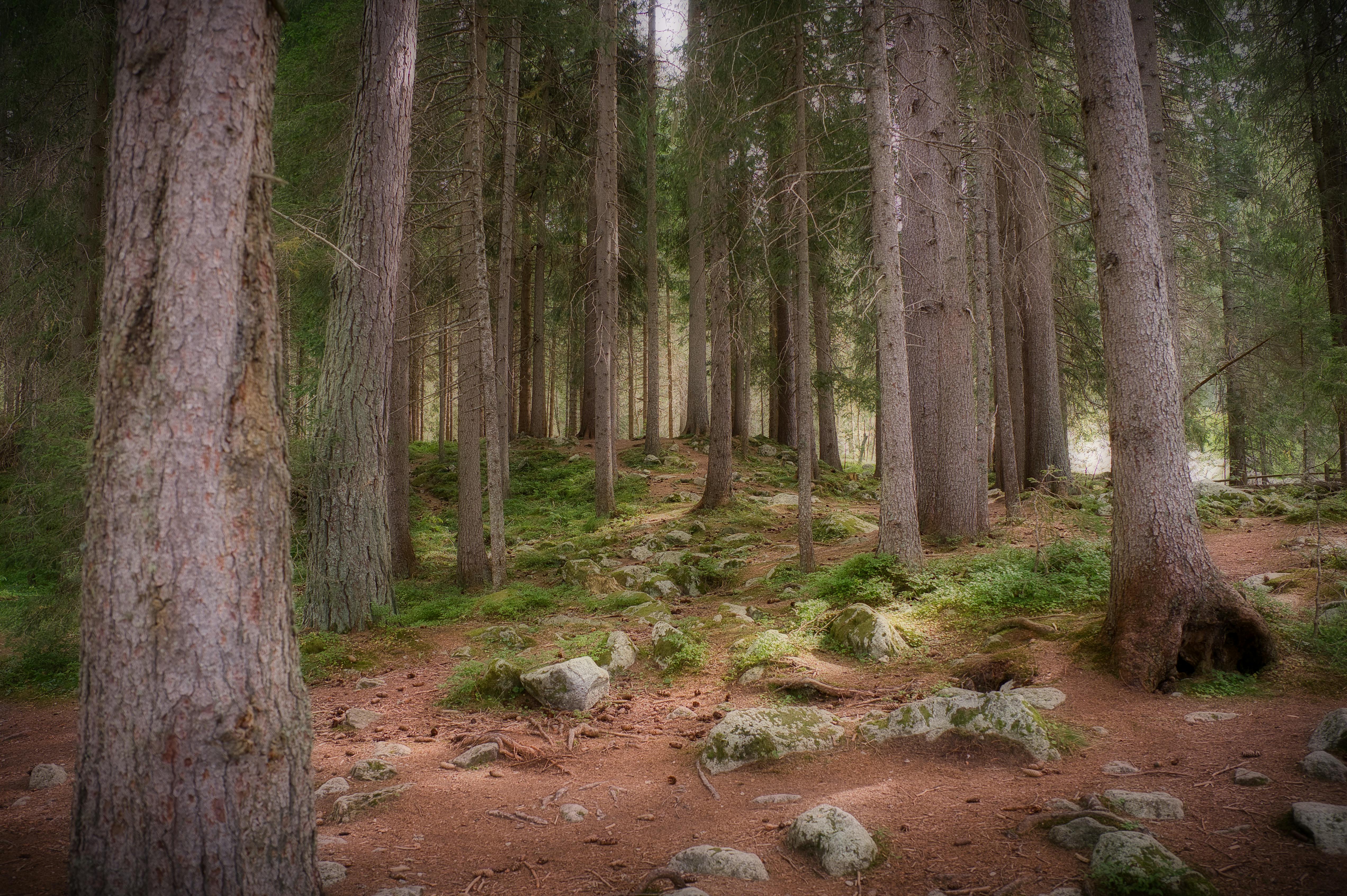 Deep, Evergreen Forest · Free Stock Photo