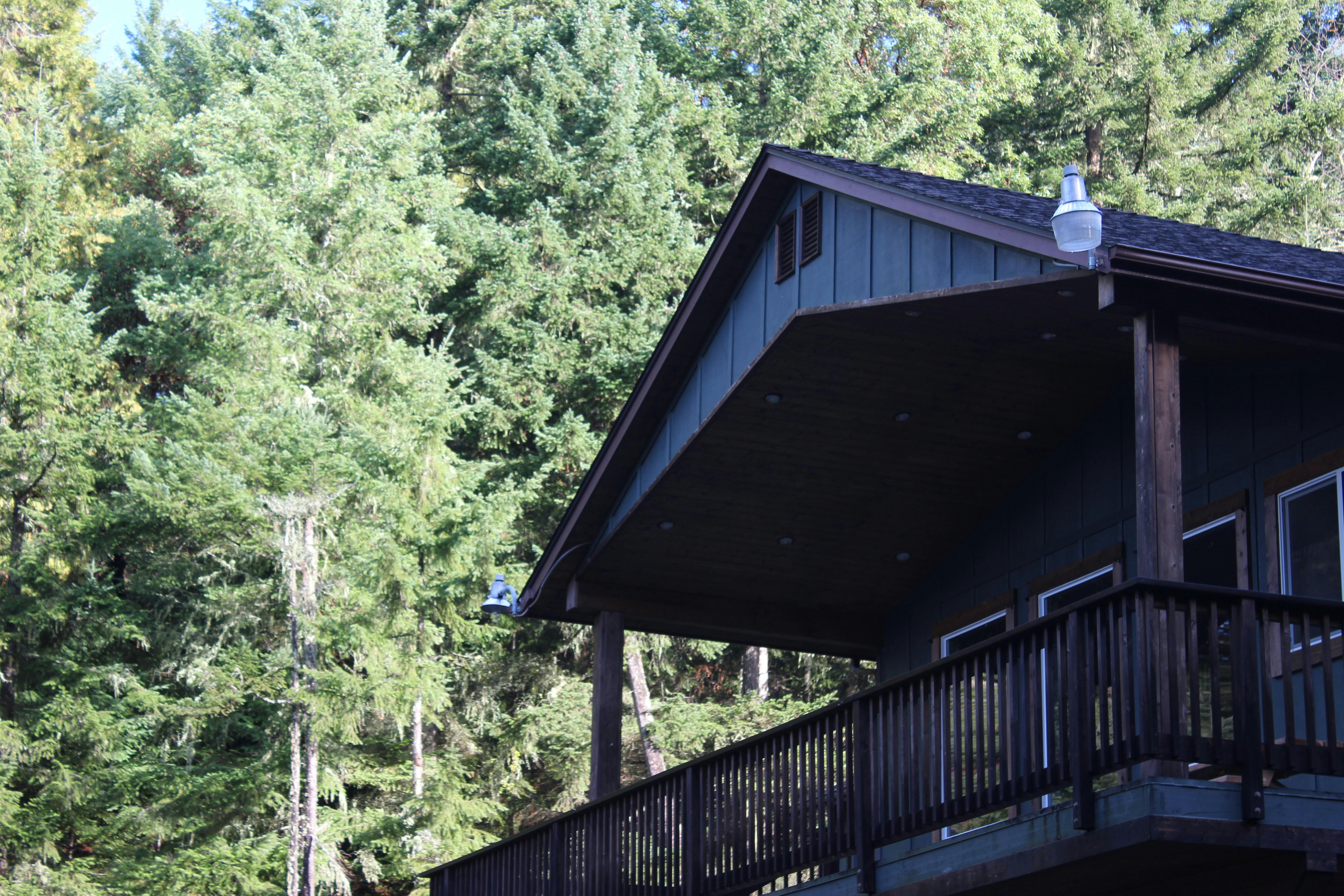 Free stock photo of forest, oregon, woods