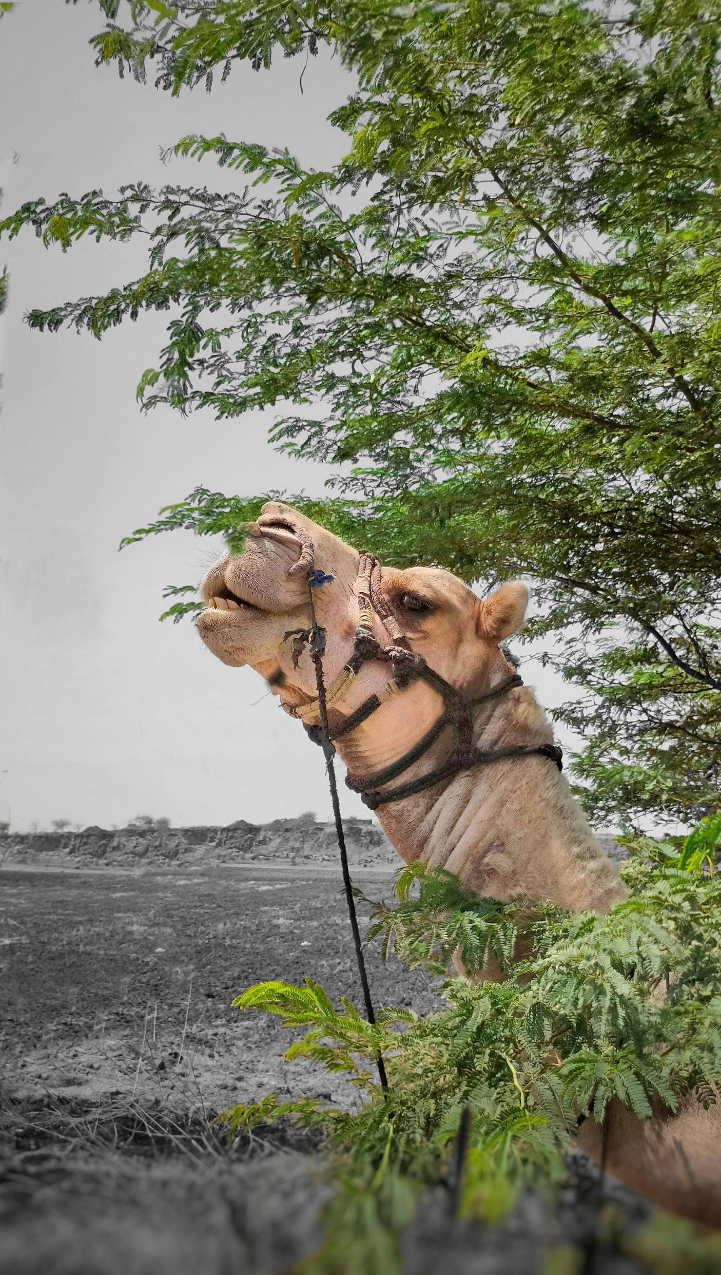 Camel Head among Leaves · Free Stock Photo