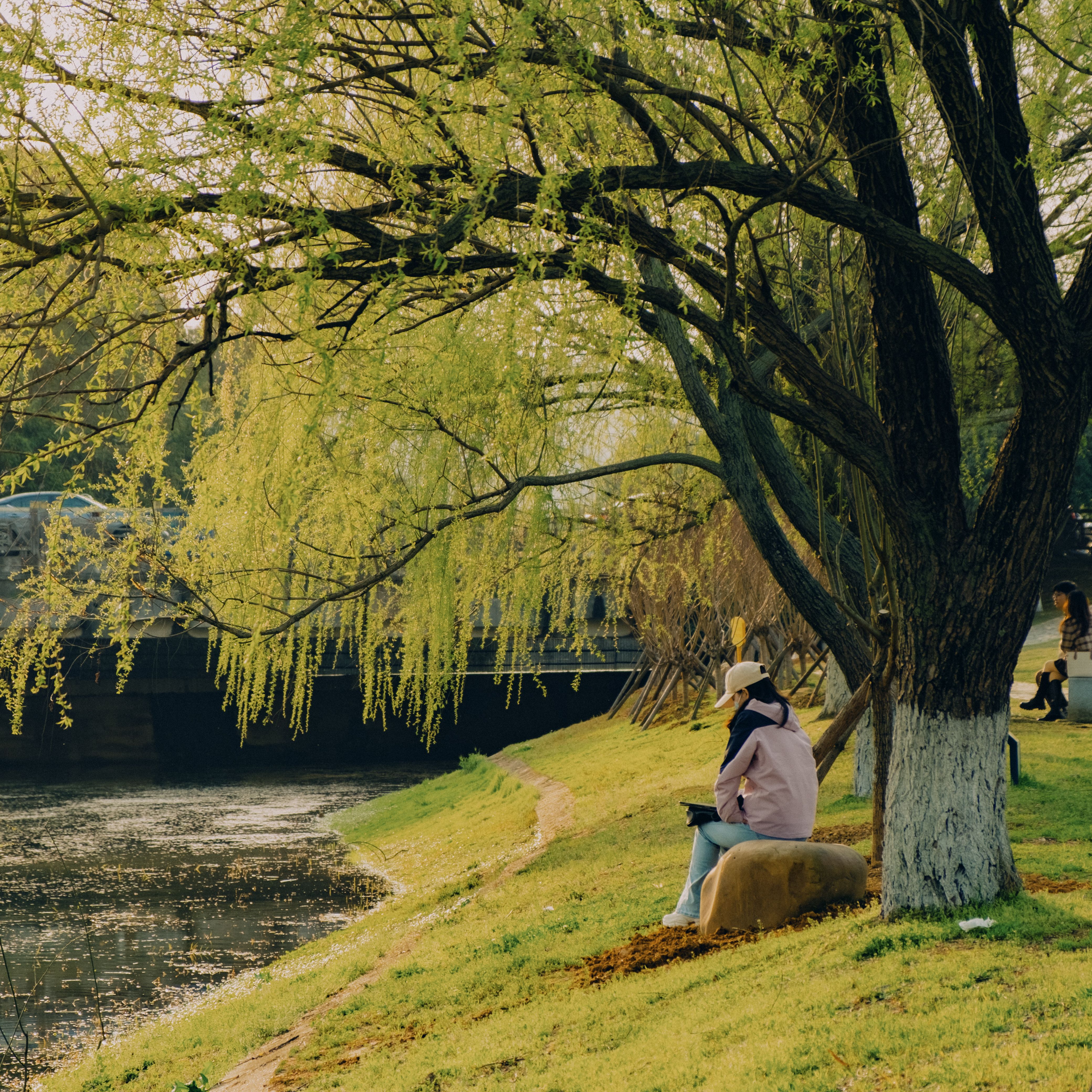 Person Relaxing in Park under Tree · Free Stock Photo