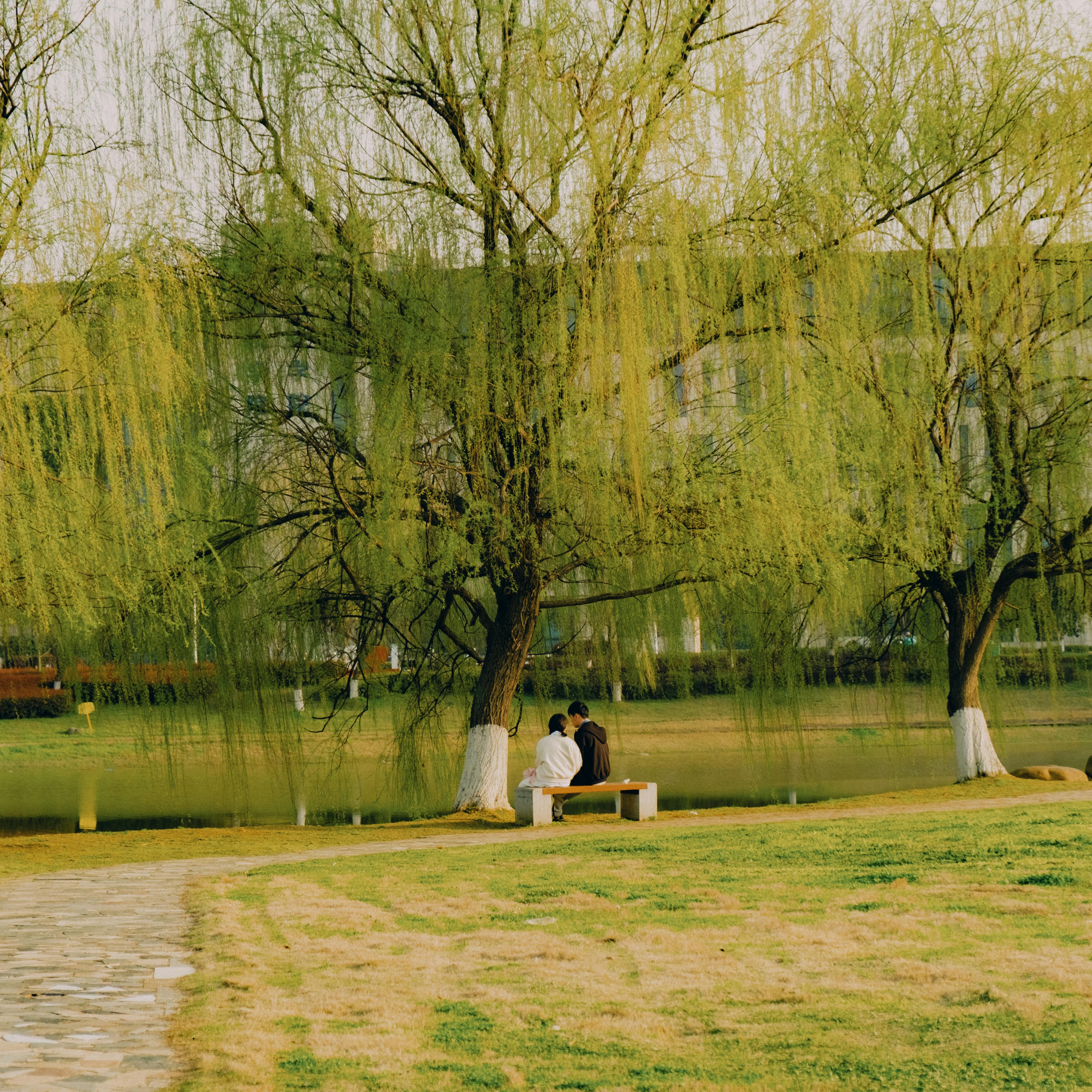 Couple on Bench under Willow Tree in Park · Free Stock Photo