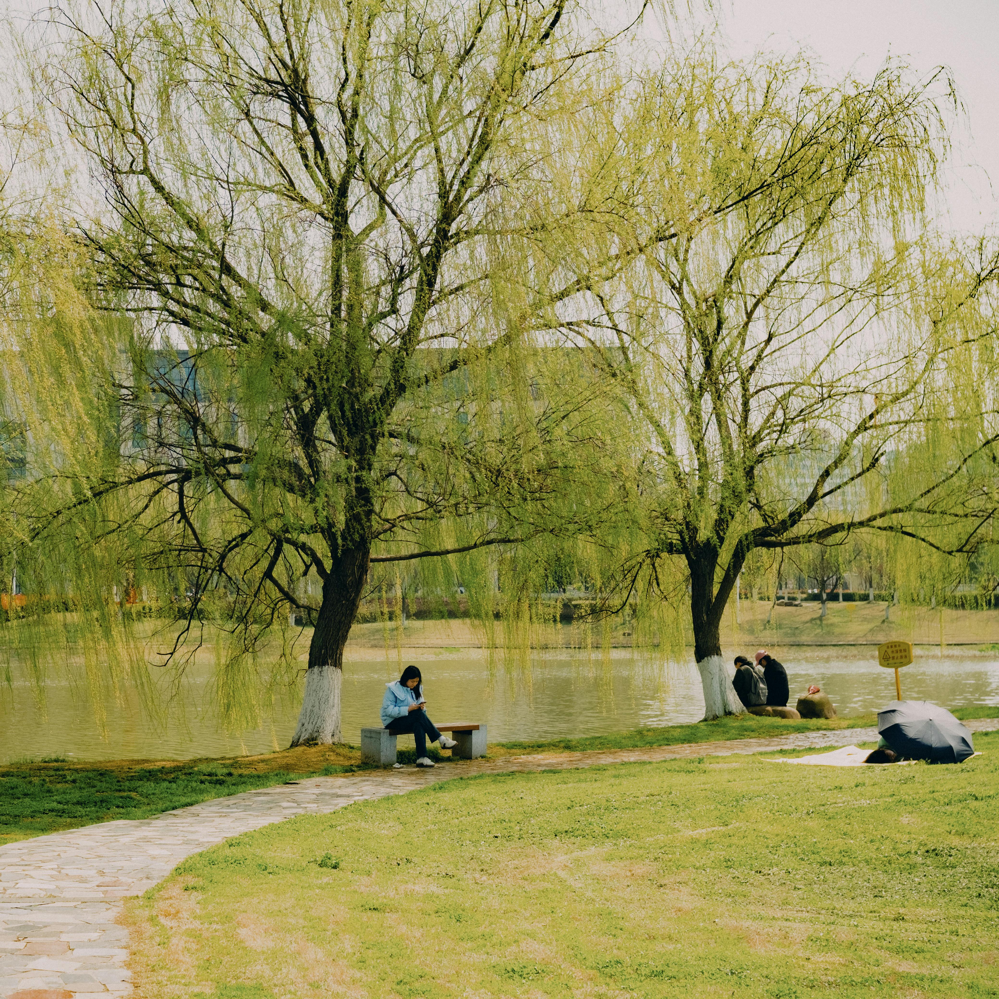 Woman on Bench under Willow Tree in Park · Free Stock Photo