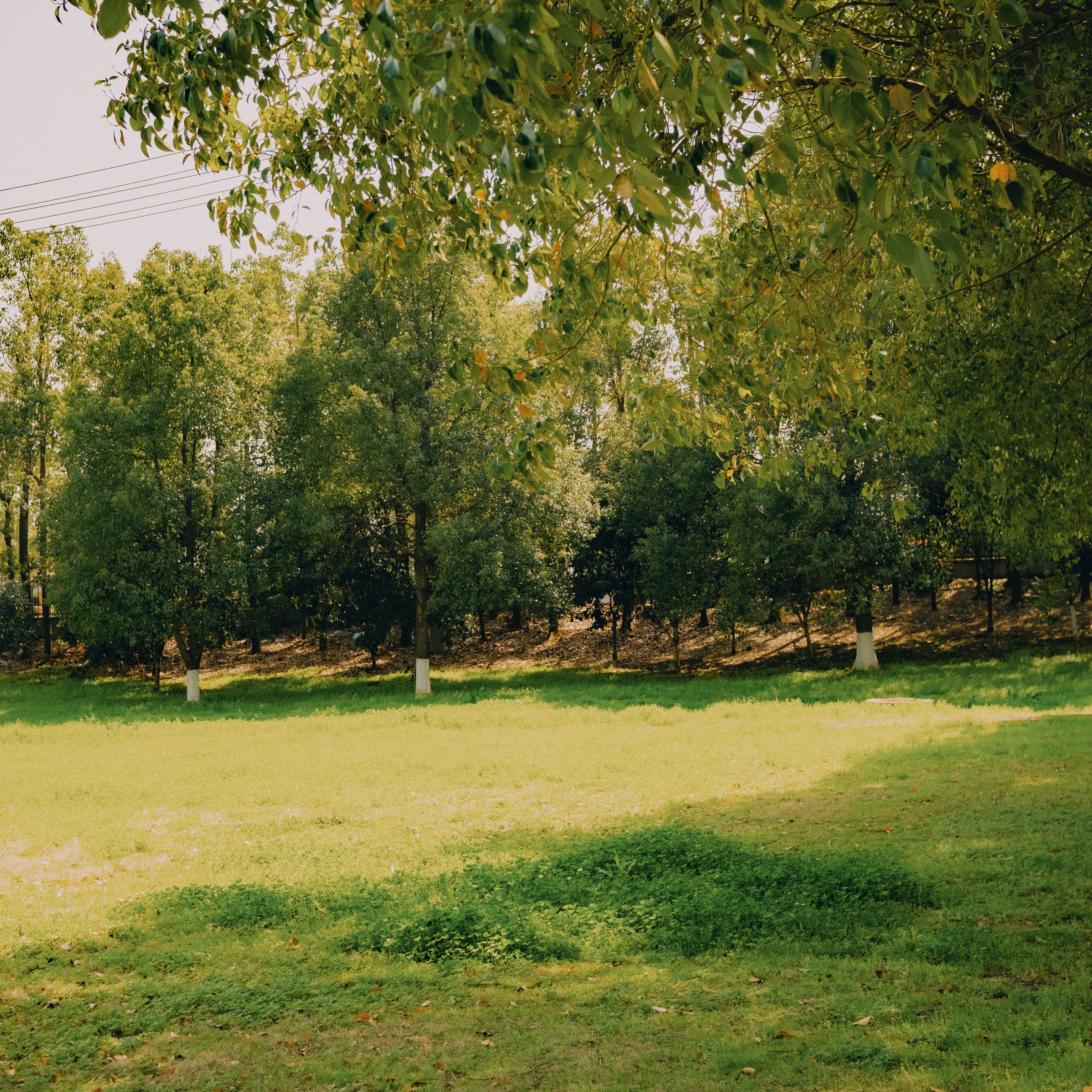 Meadow by Trees in Park · Free Stock Photo