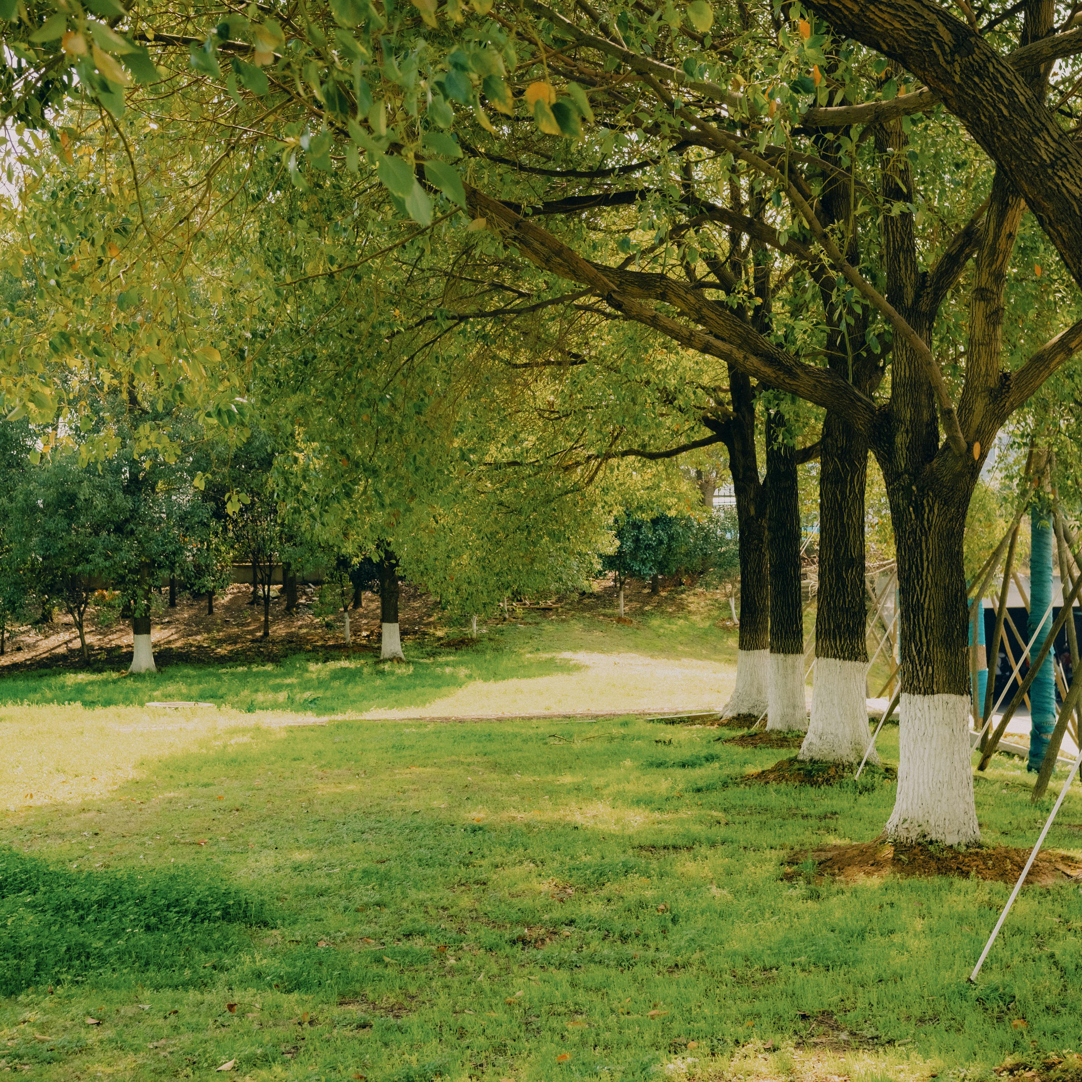 Painted Bough of Trees in Park · Free Stock Photo