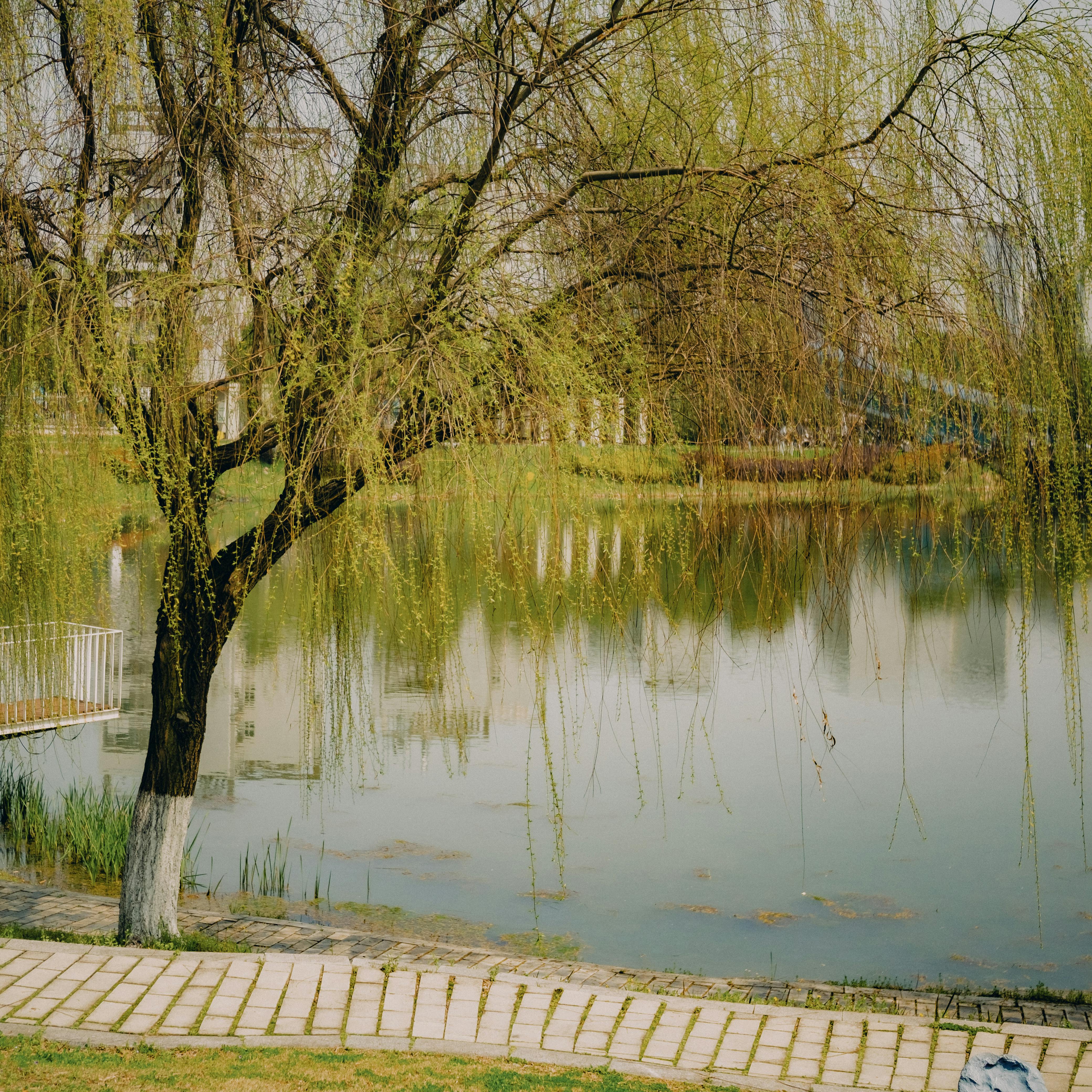 Willow Tree Printable Image Photos, Download The BEST Free Willow Tree ...