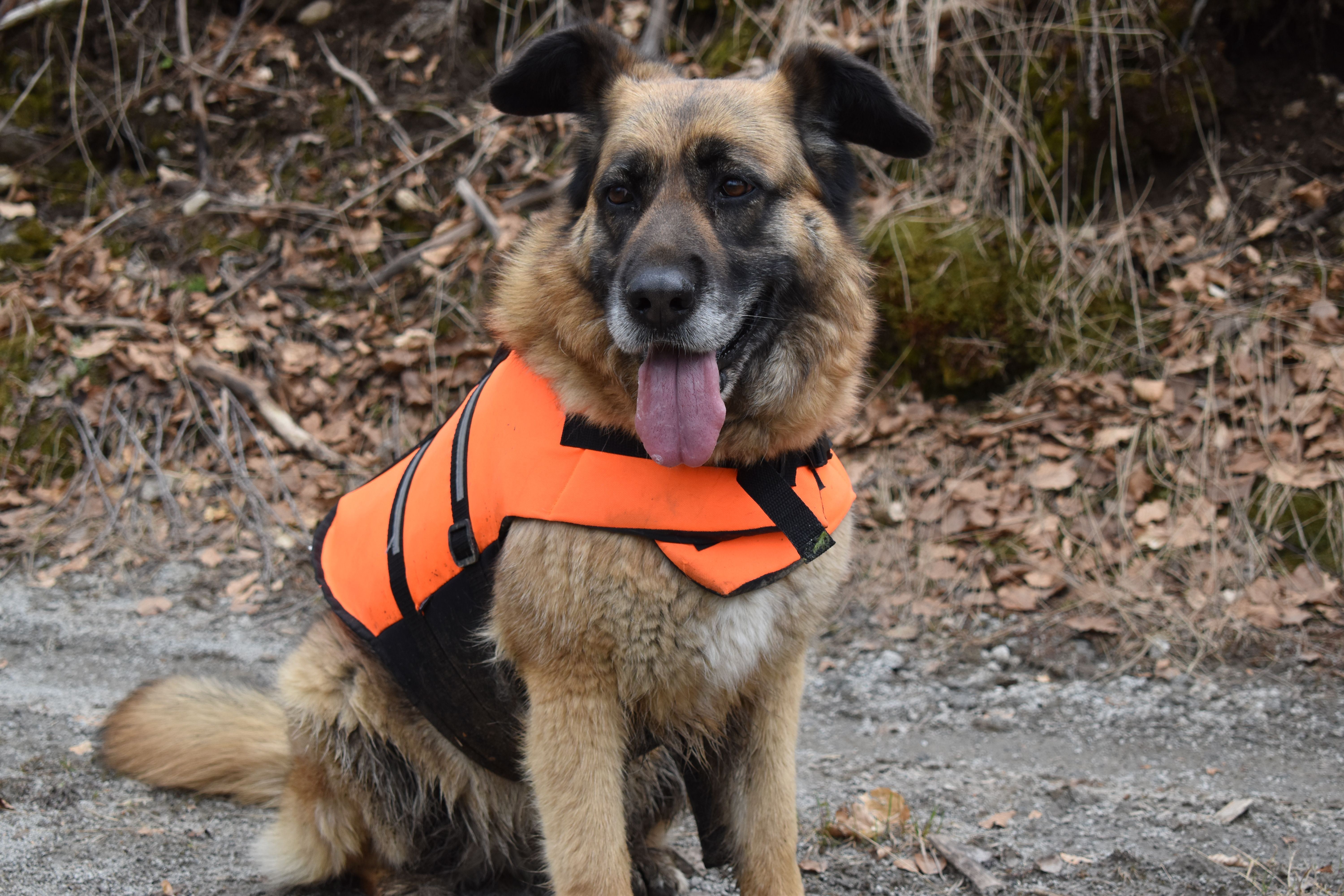 German Shepherd in Orange Hunting Dog Vest · Free Stock Photo