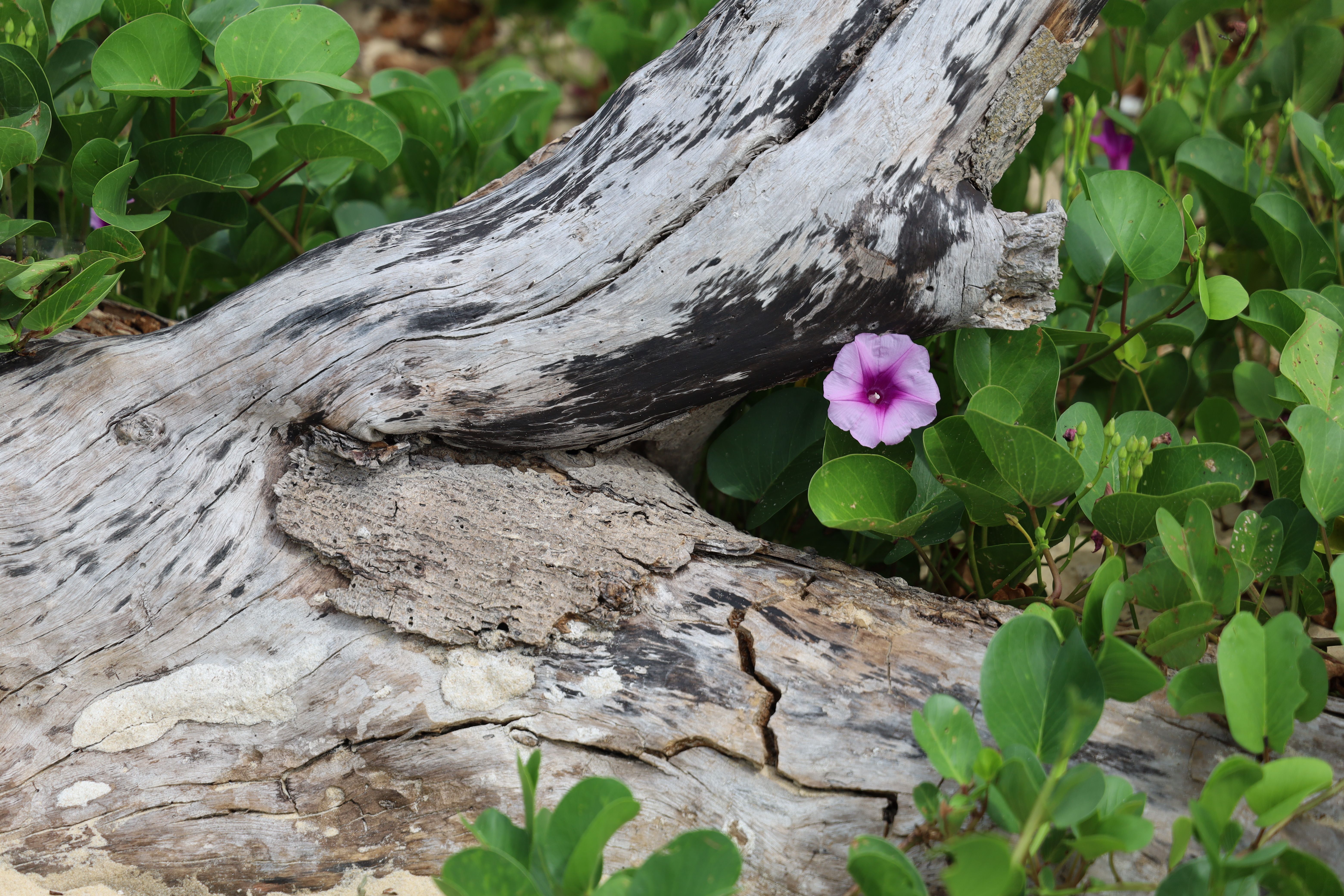 Flower and Leaves around Tree Trunk · Free Stock Photo