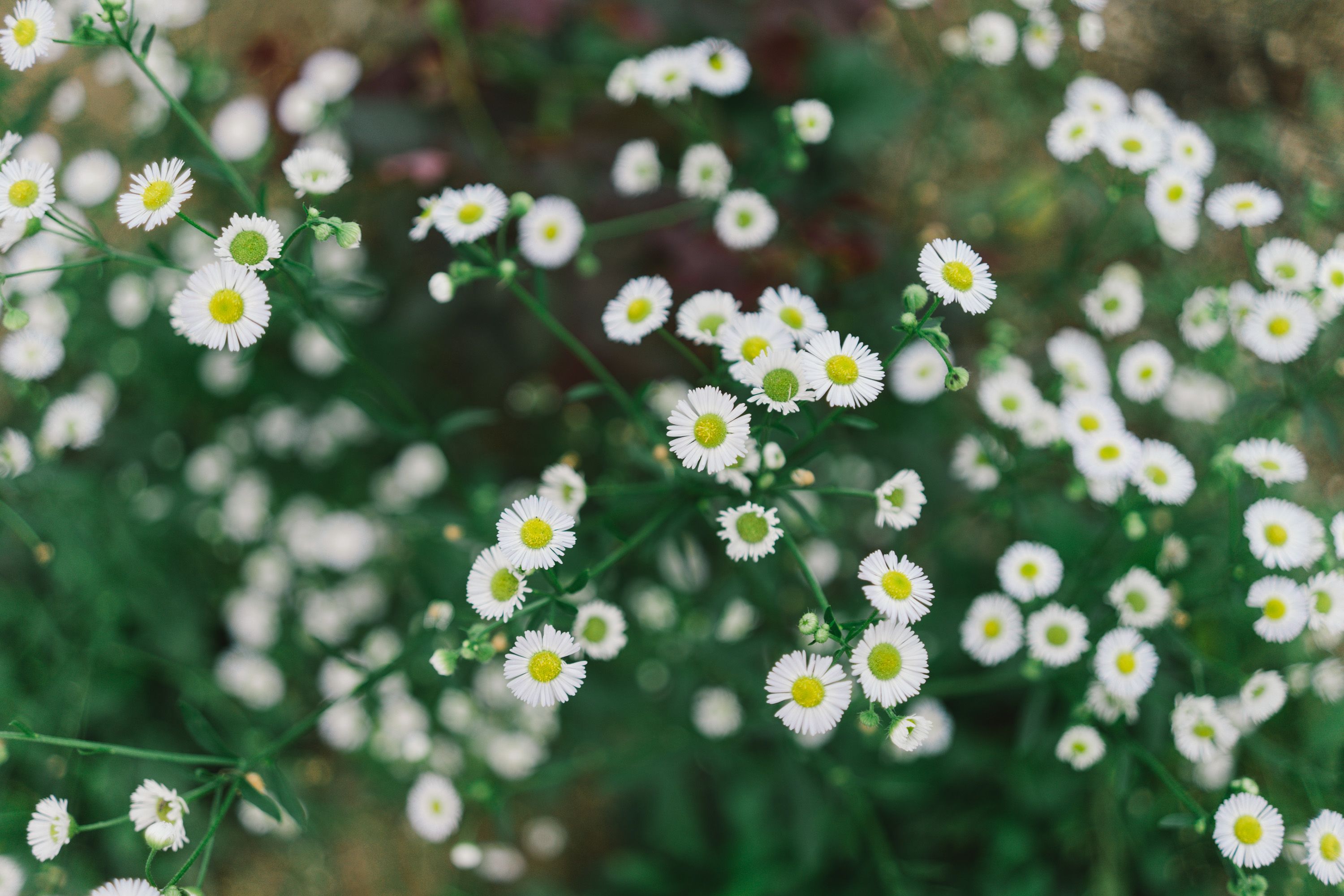 Blooming Chamomile Flowers · Free Stock Photo