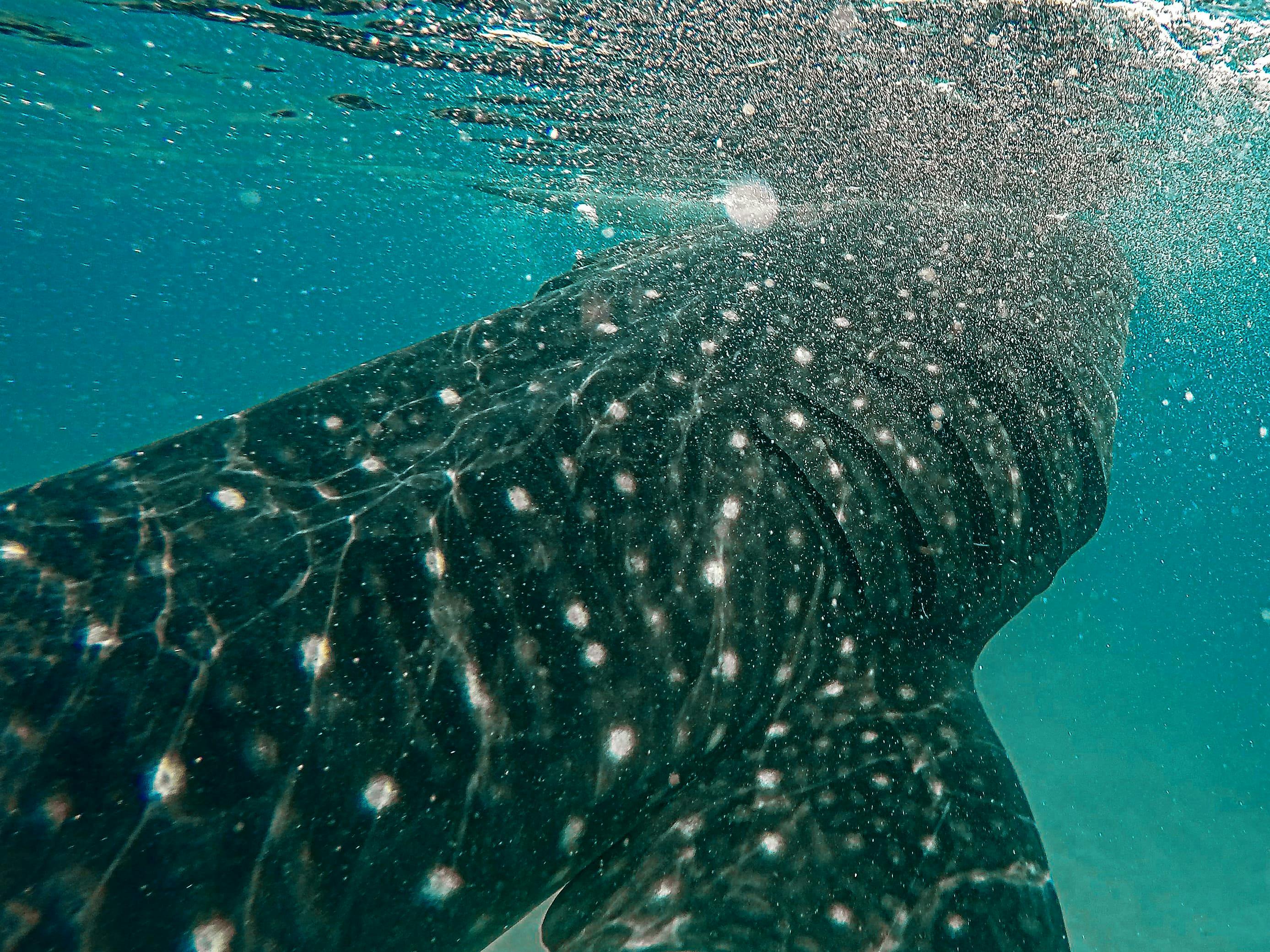 Whale shark swimming. · Free Stock Photo