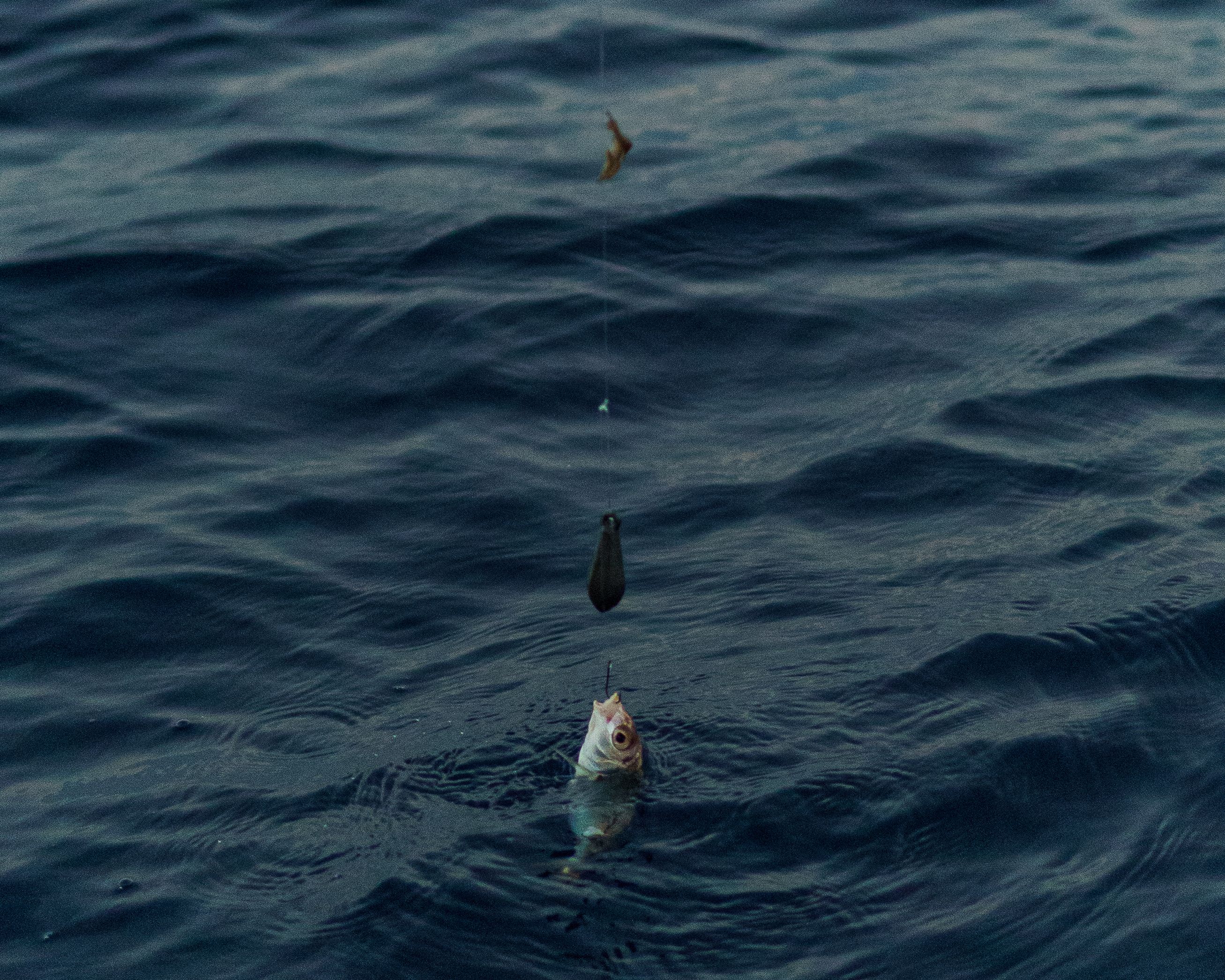 Photo of a Pinkish Fish Hanging on a Hook · Free Stock Photo