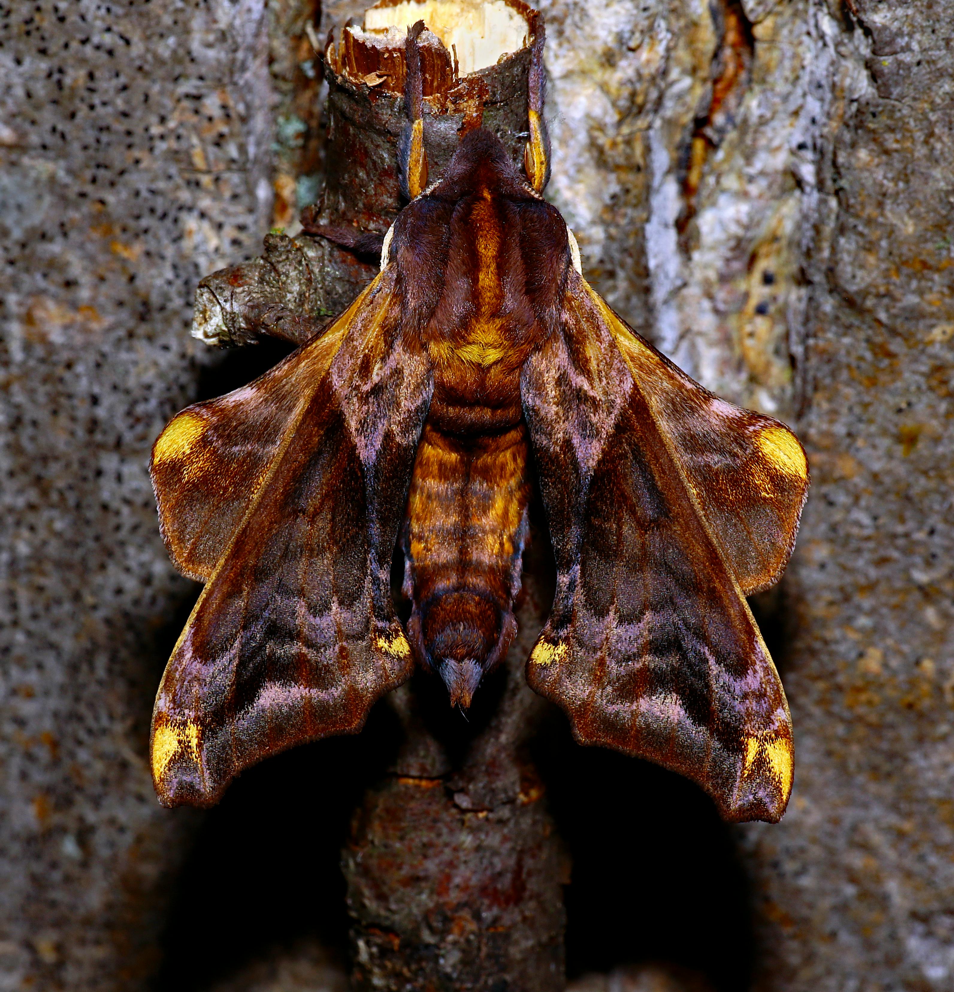 Small-eyed sphinx (Paonias myops) · Free Stock Photo