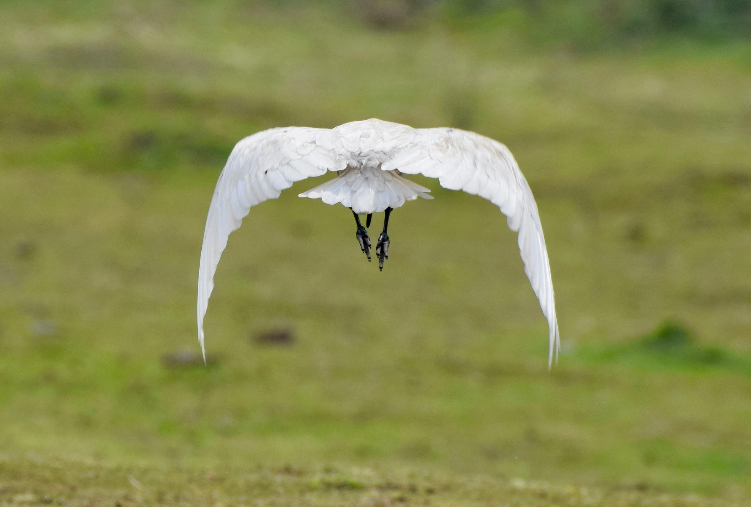 Flying White Bird · Free Stock Photo