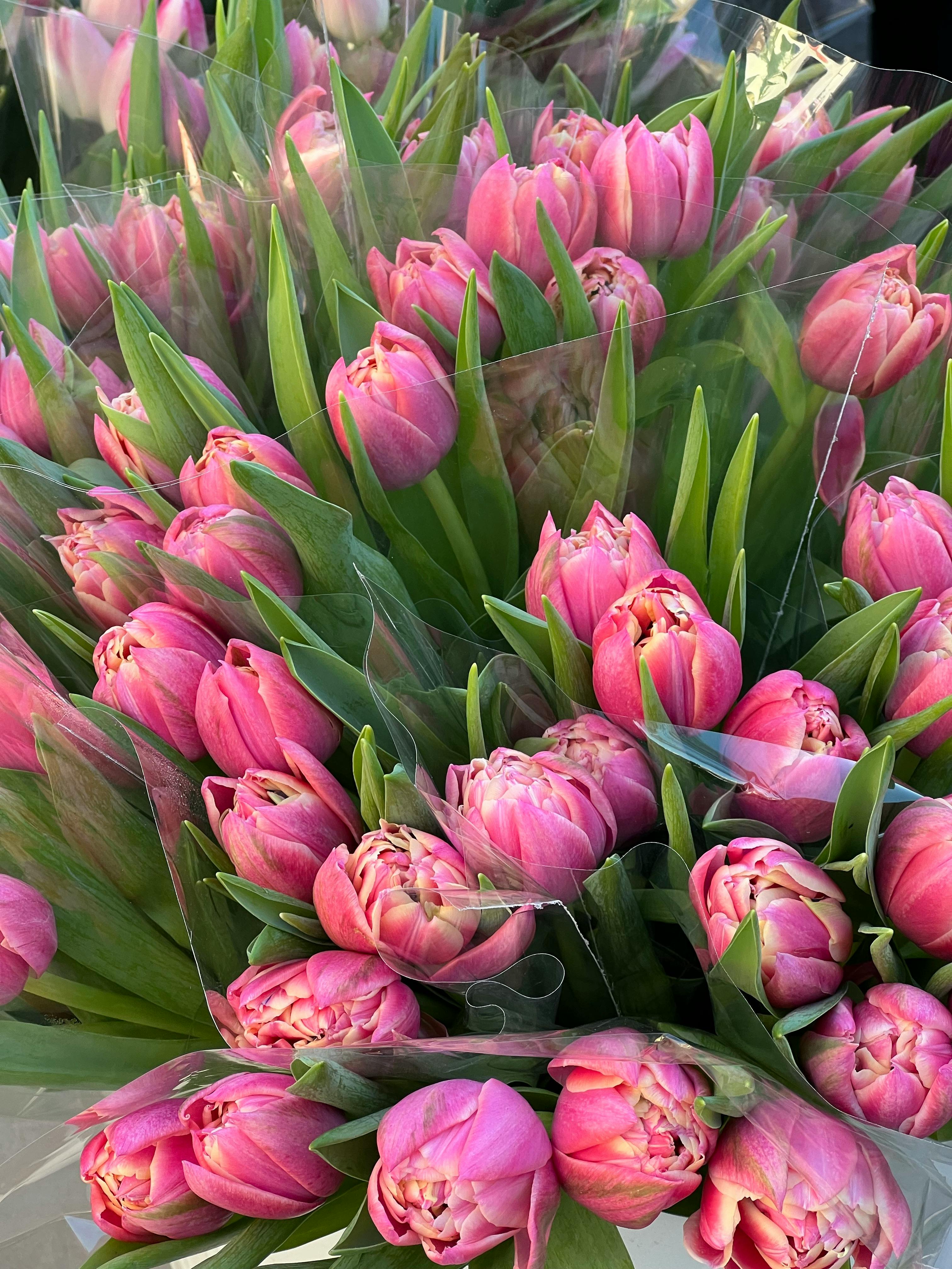 Single Tulips Photos, Download The BEST Free Single Tulips Stock Photos ...