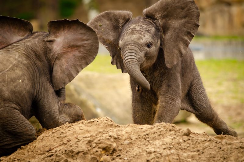 Baby Animals Photos, Download The BEST Free Baby Animals Stock Photos ...
