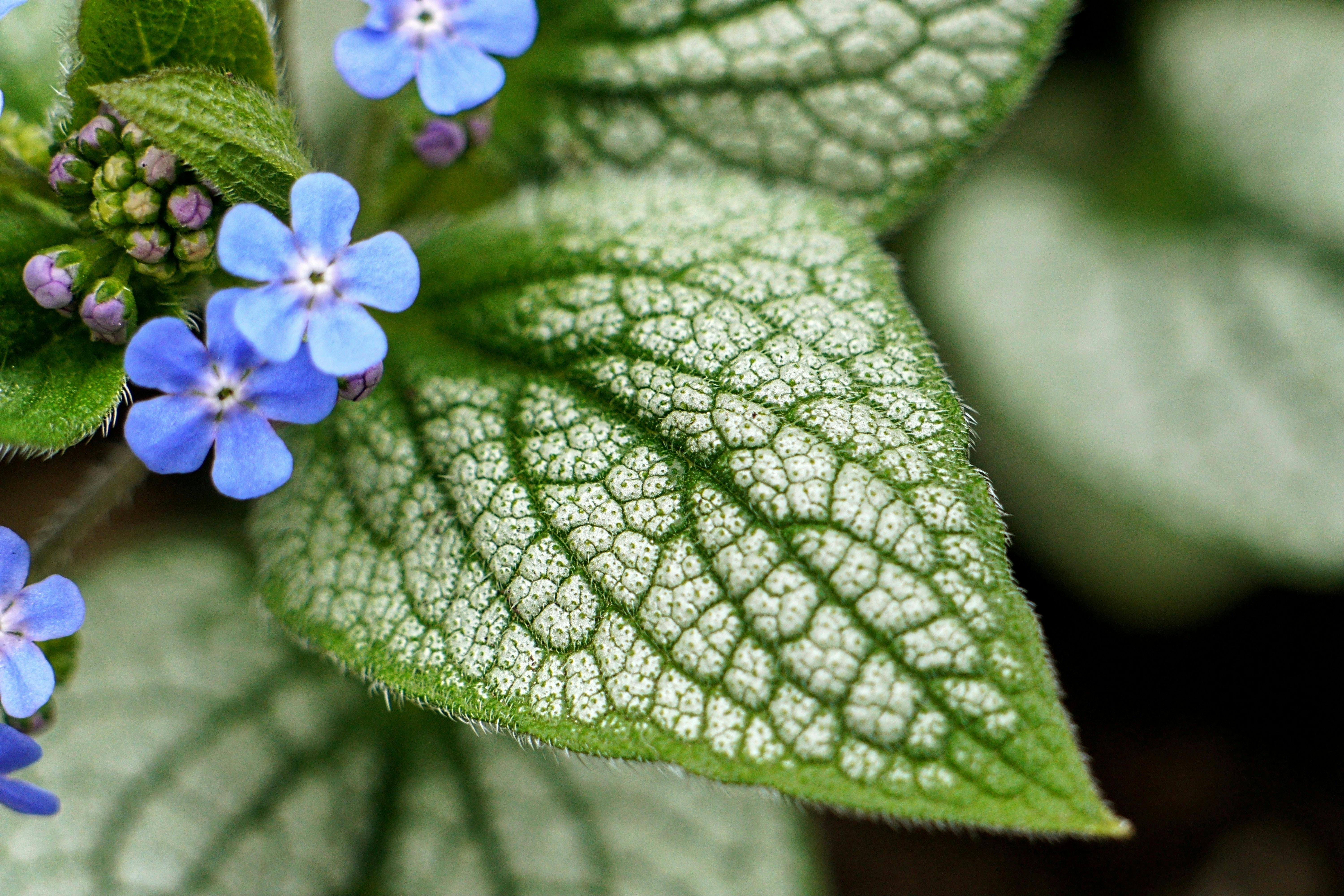 Tiny Blue Flowers · Free Stock Photo