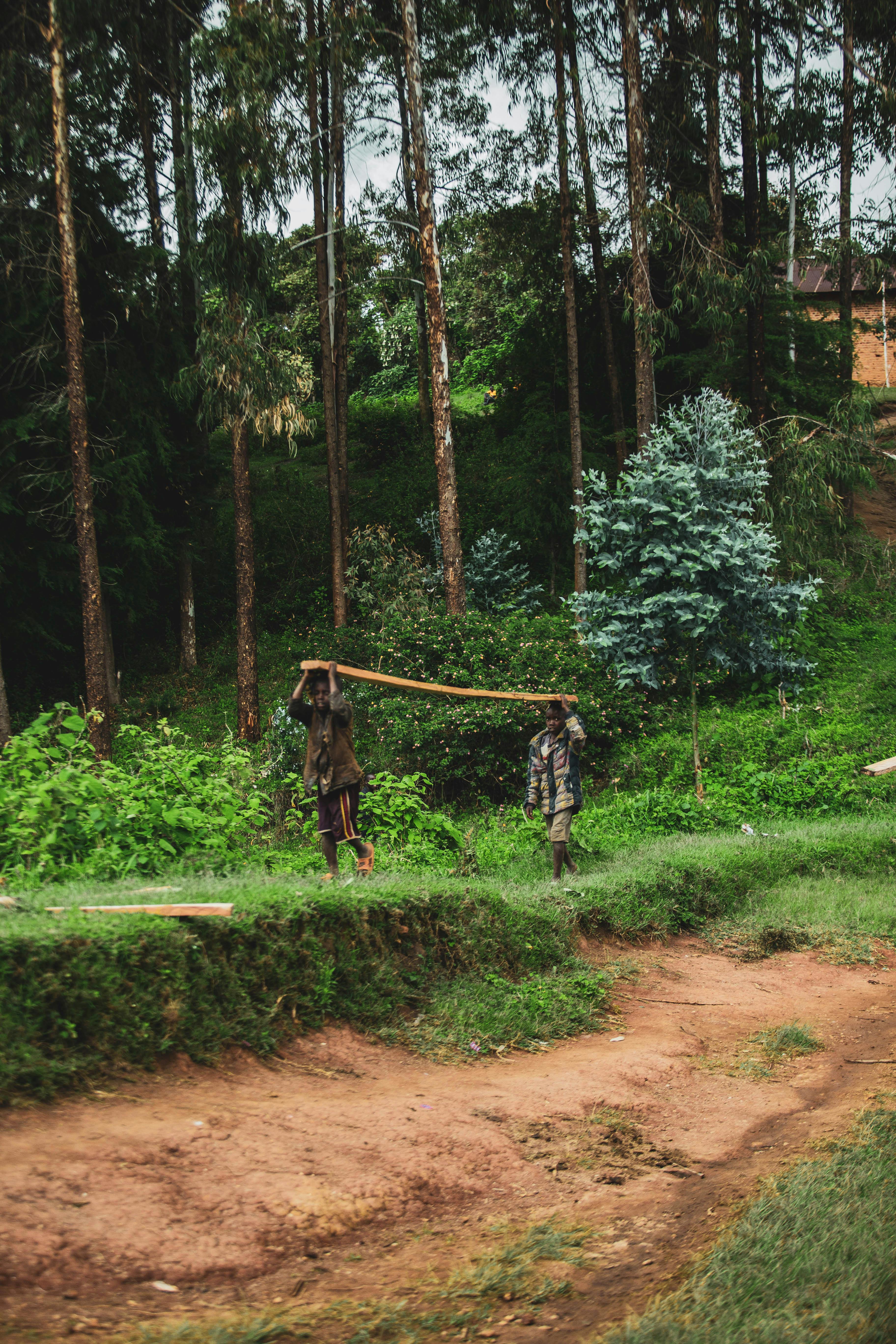 Boys Carrying Wood in Forest · Free Stock Photo