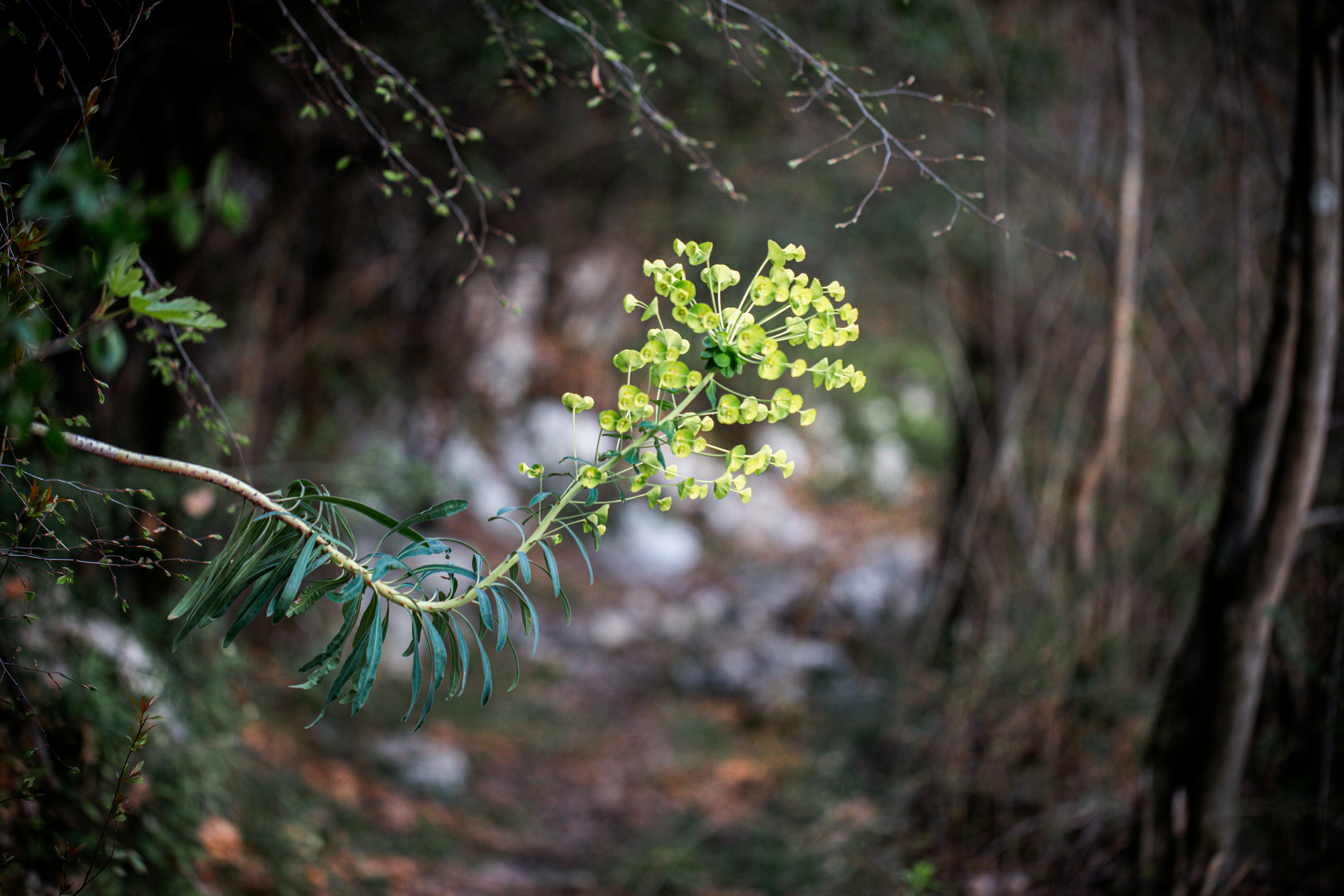 Thin Branch with Plant over Footpath in Forest · Free Stock Photo
