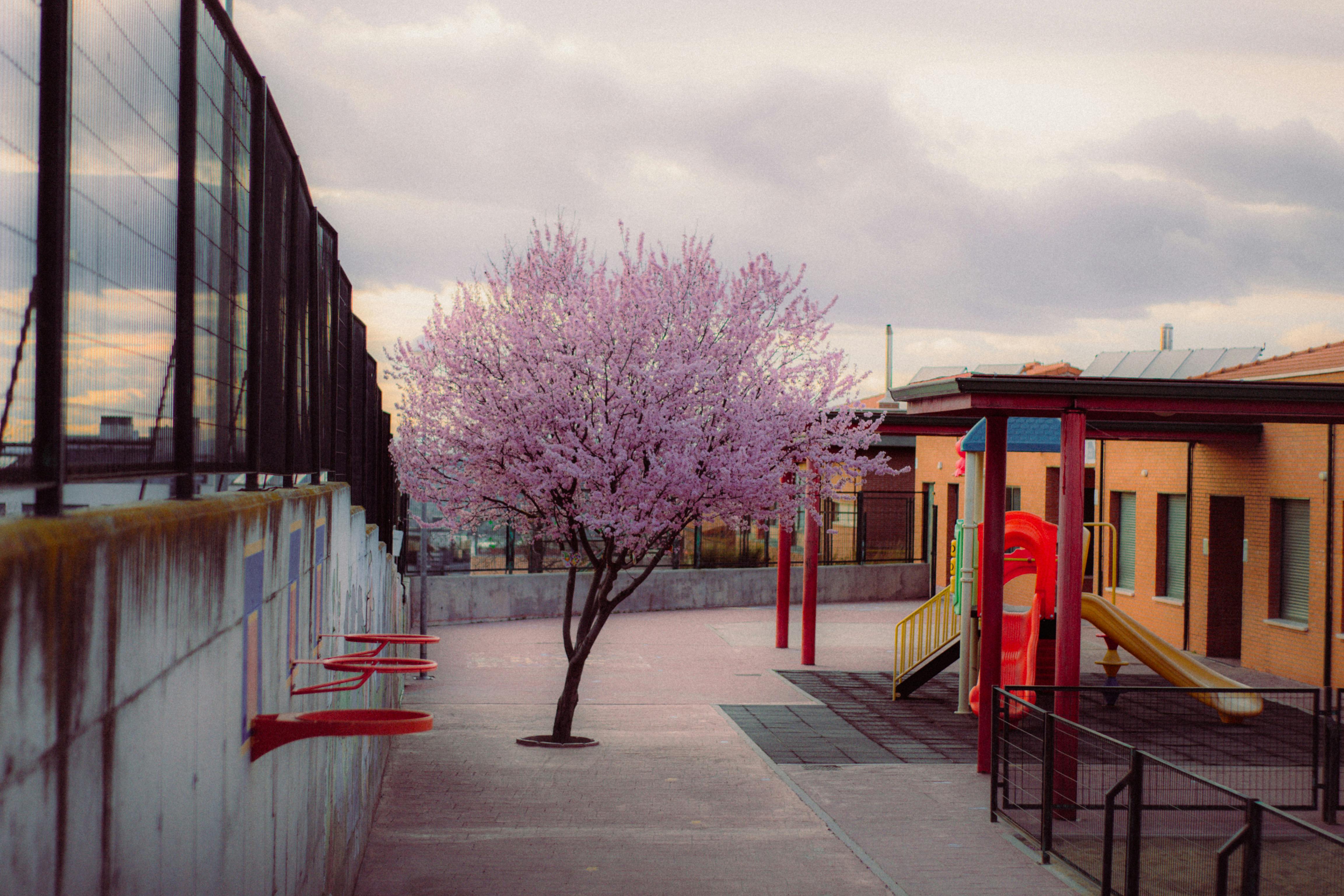 Pink Tree on Kindergarten Playground in Spring · Free Stock Photo