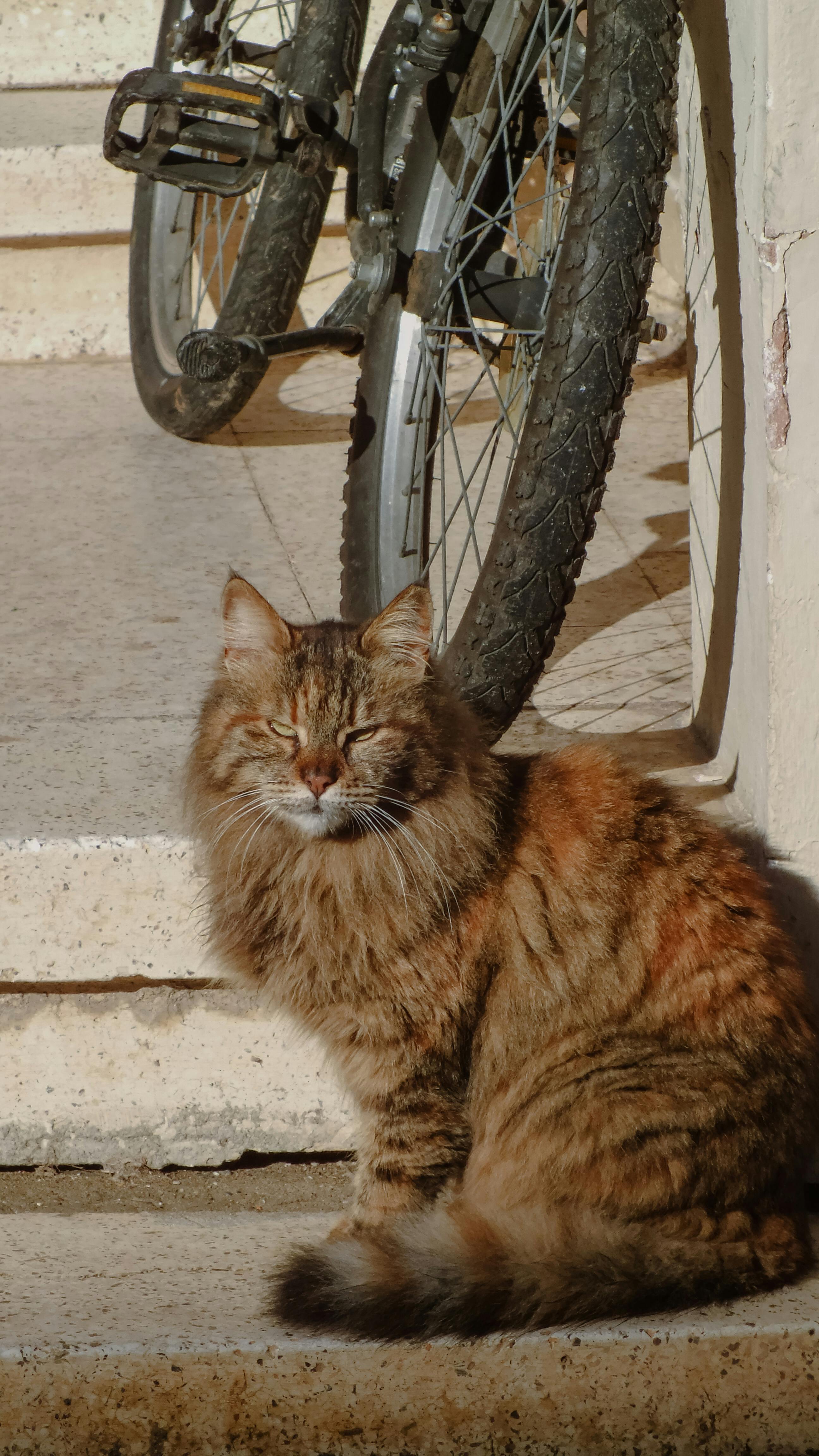 Sleepy Downy Cat · Free Stock Photo