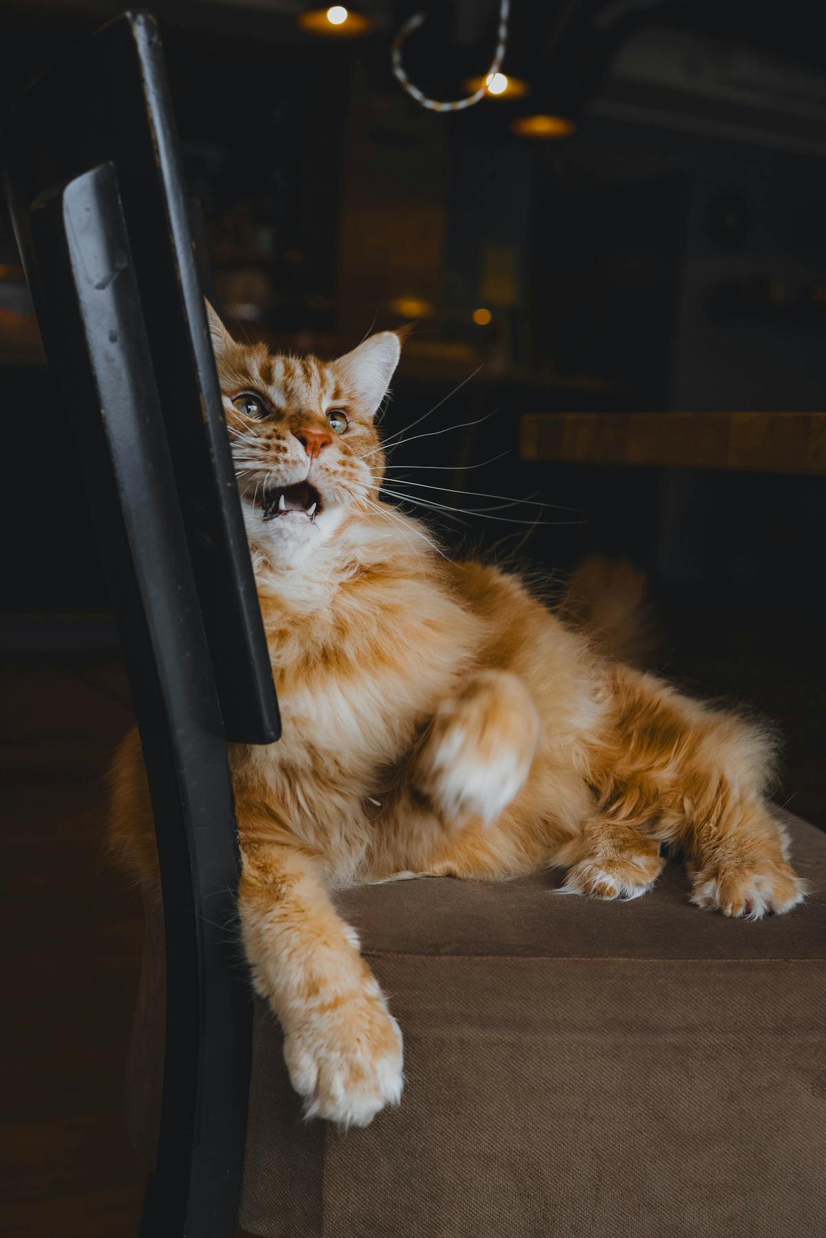 Angry Cat Photos, Download The BEST Free Angry Cat Stock Photos & HD Images