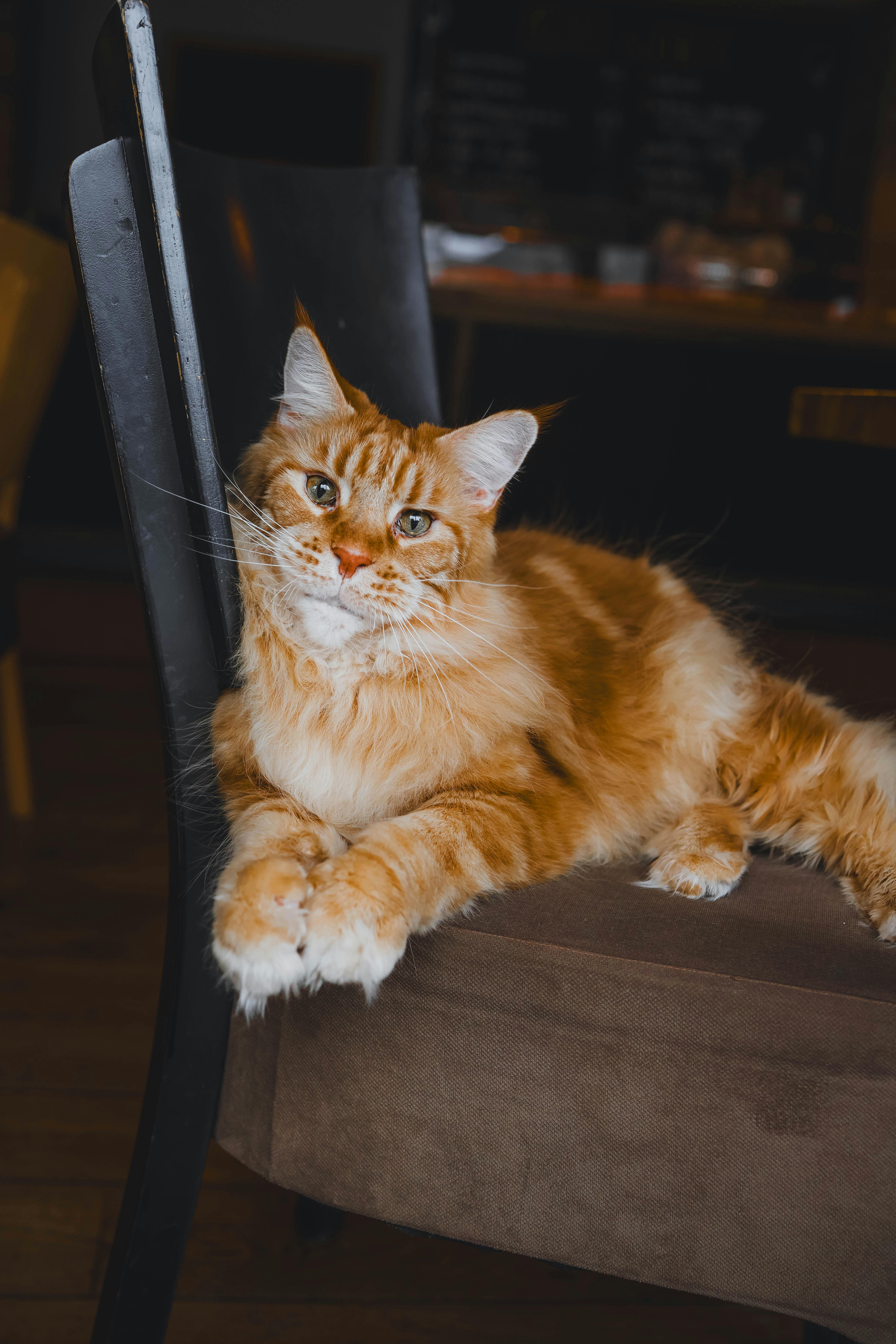 Ginger Cat Resting on Chair · Free Stock Photo