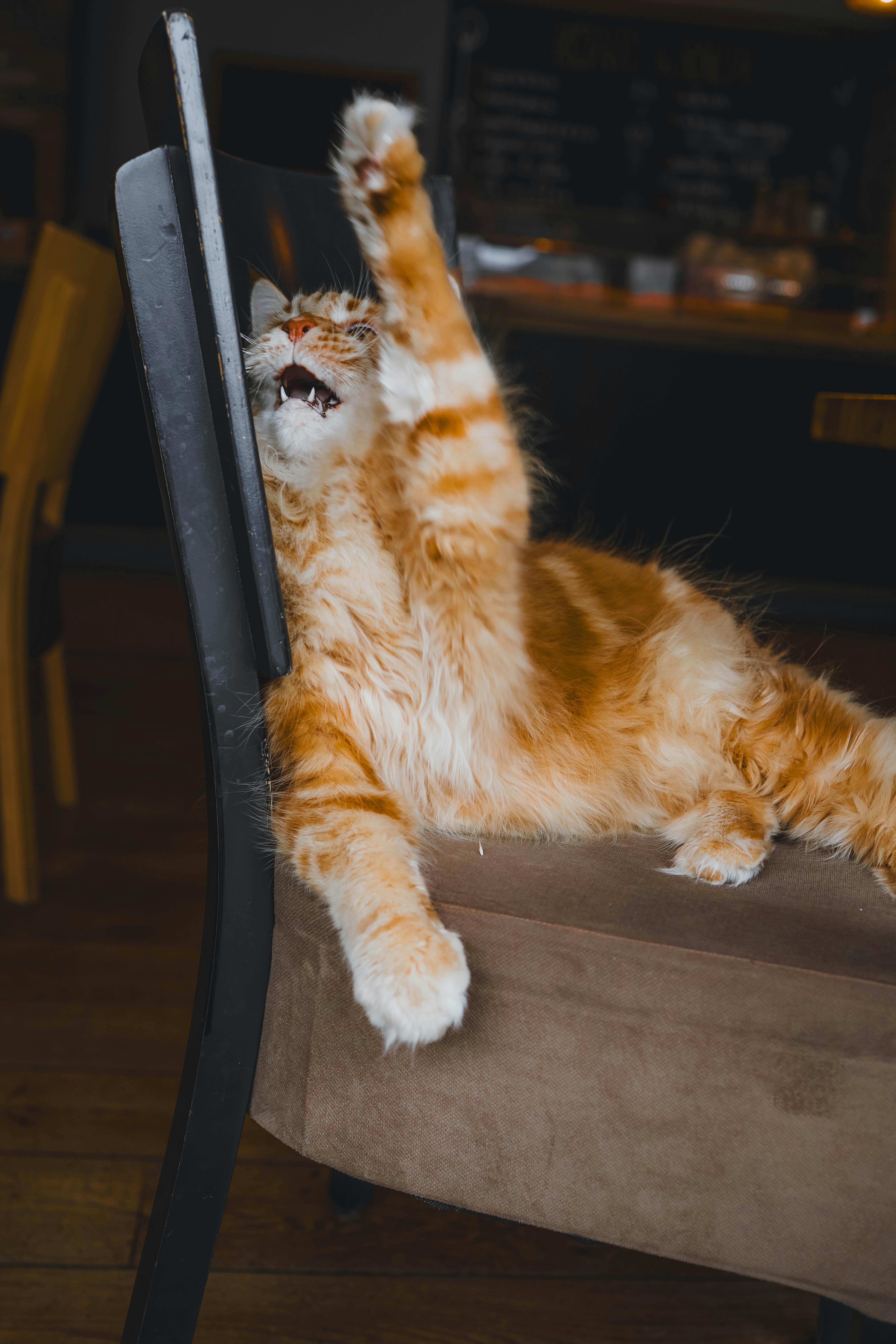 有关可爱的宠物, 可爱的猫, 好奇的猫, 姜猫, 姜皮毛, 姜黄色的猫科动物, 宠物休息, 宠物摄影, 宠物放松, 宠物玩耍, 室内宠物 ...