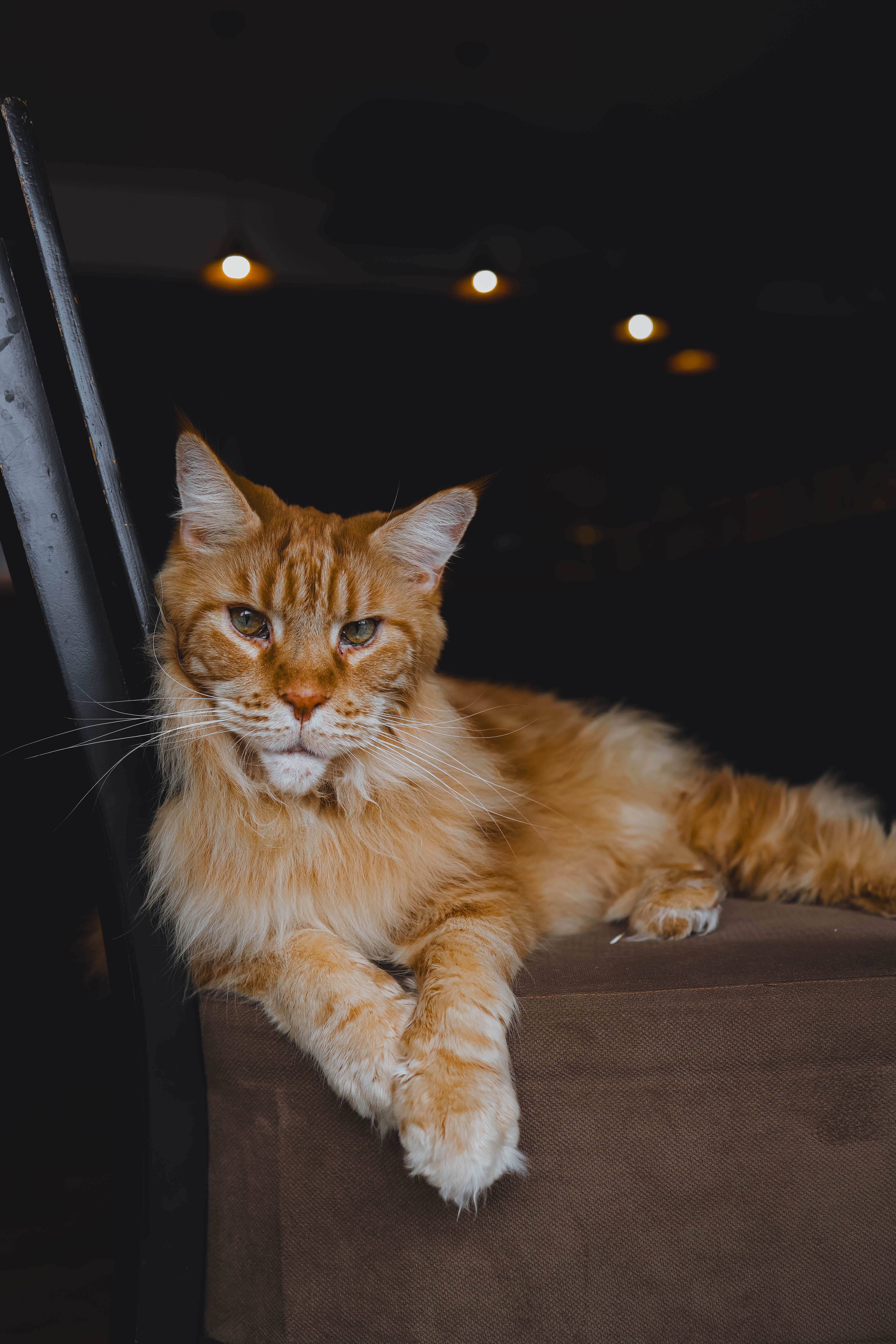 Ginger Cat With Model Smug Shot Photos, Download The BEST Free Ginger ...