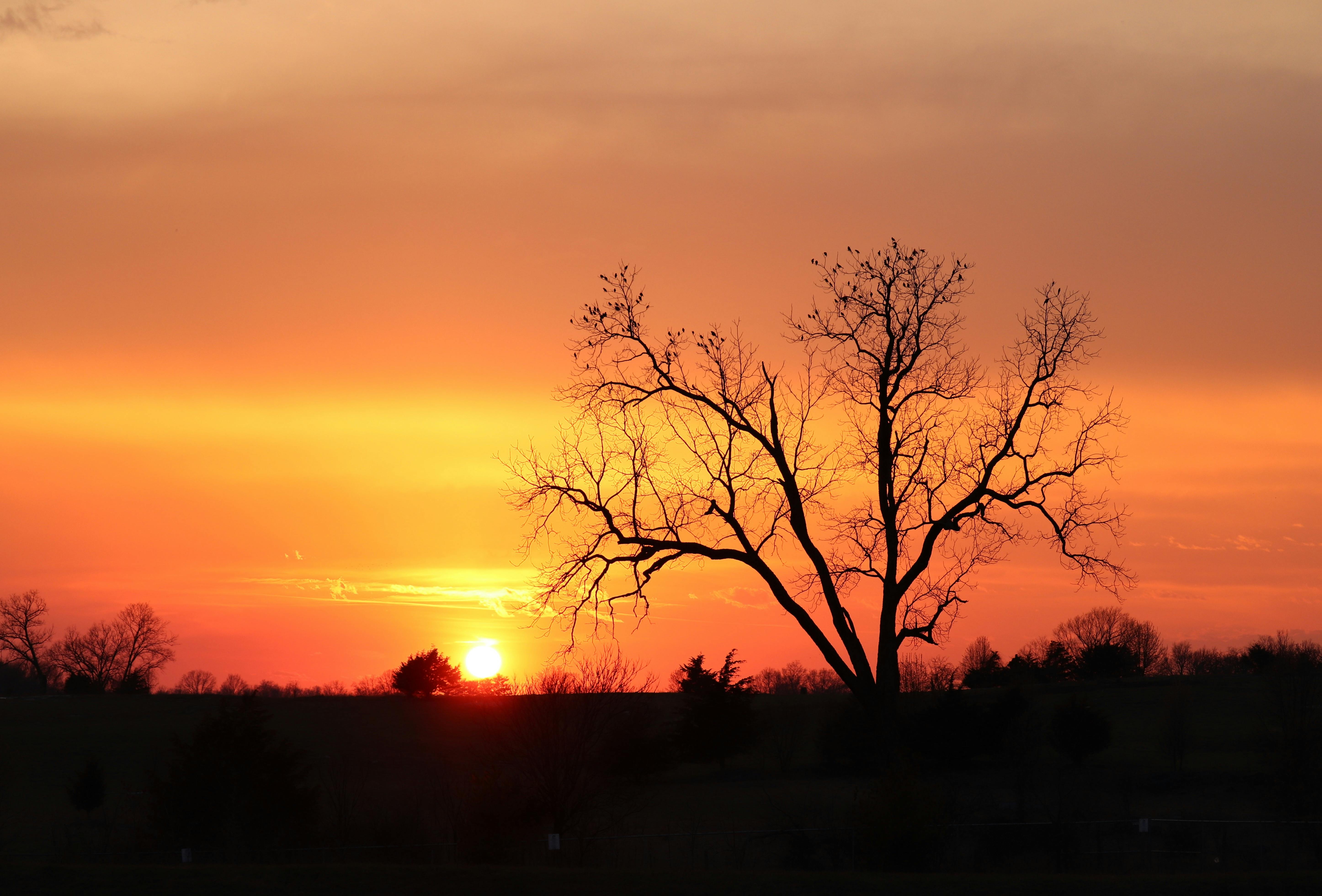 Photography of Tree · Free Stock Photo