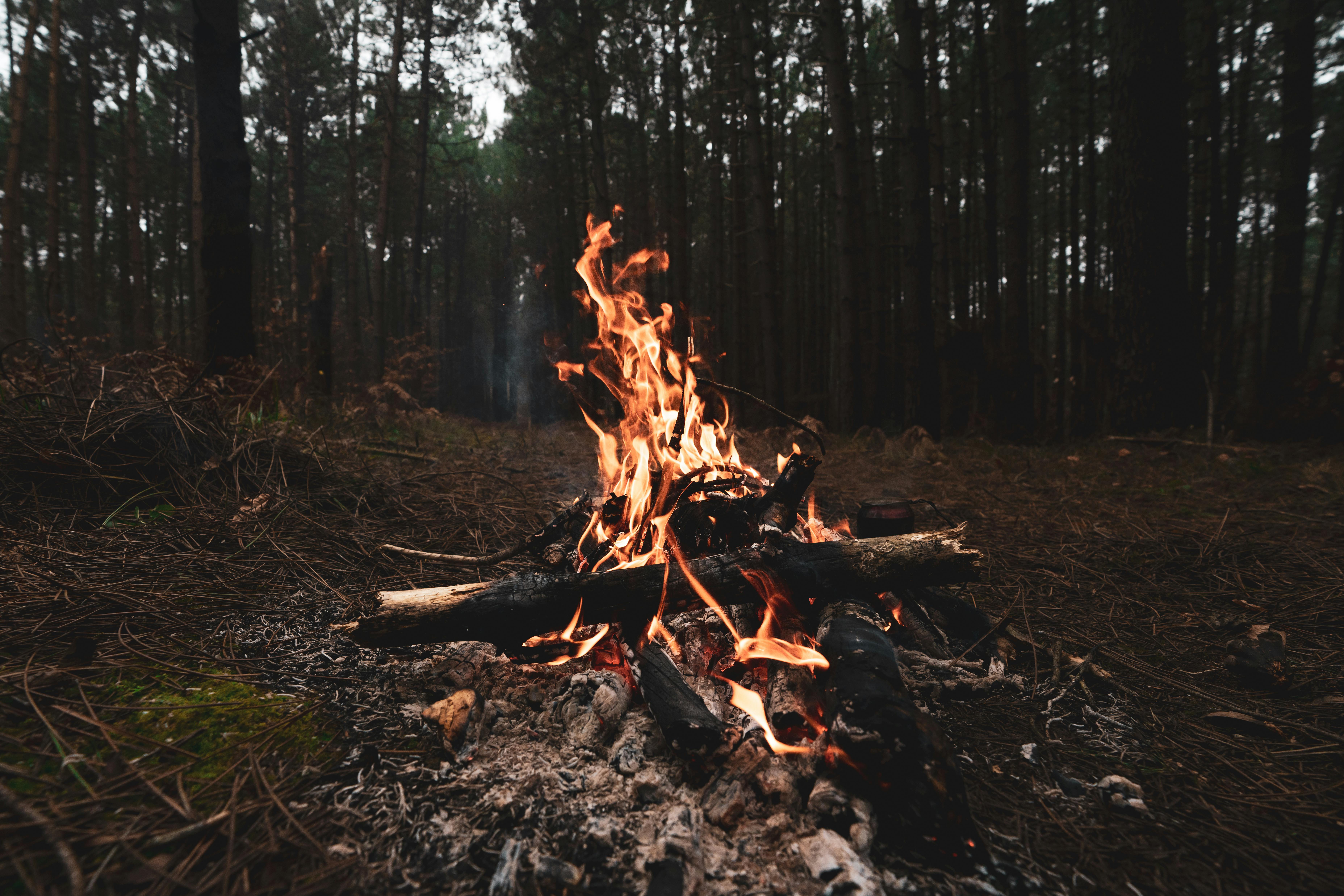 Campfire in Forest · Free Stock Photo