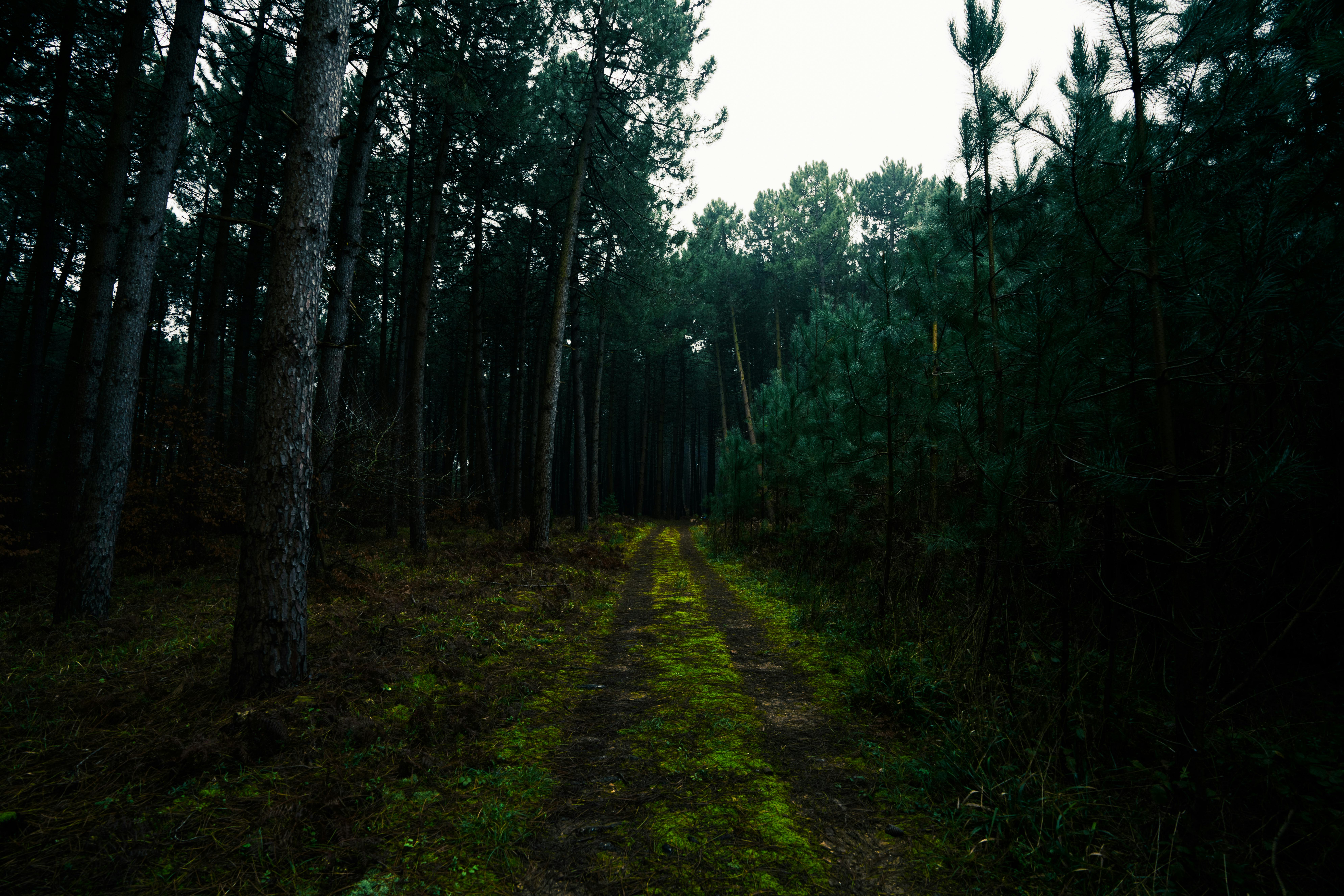 Foto de stock gratuita sobre acícula, aire limpio, al aire libre ...