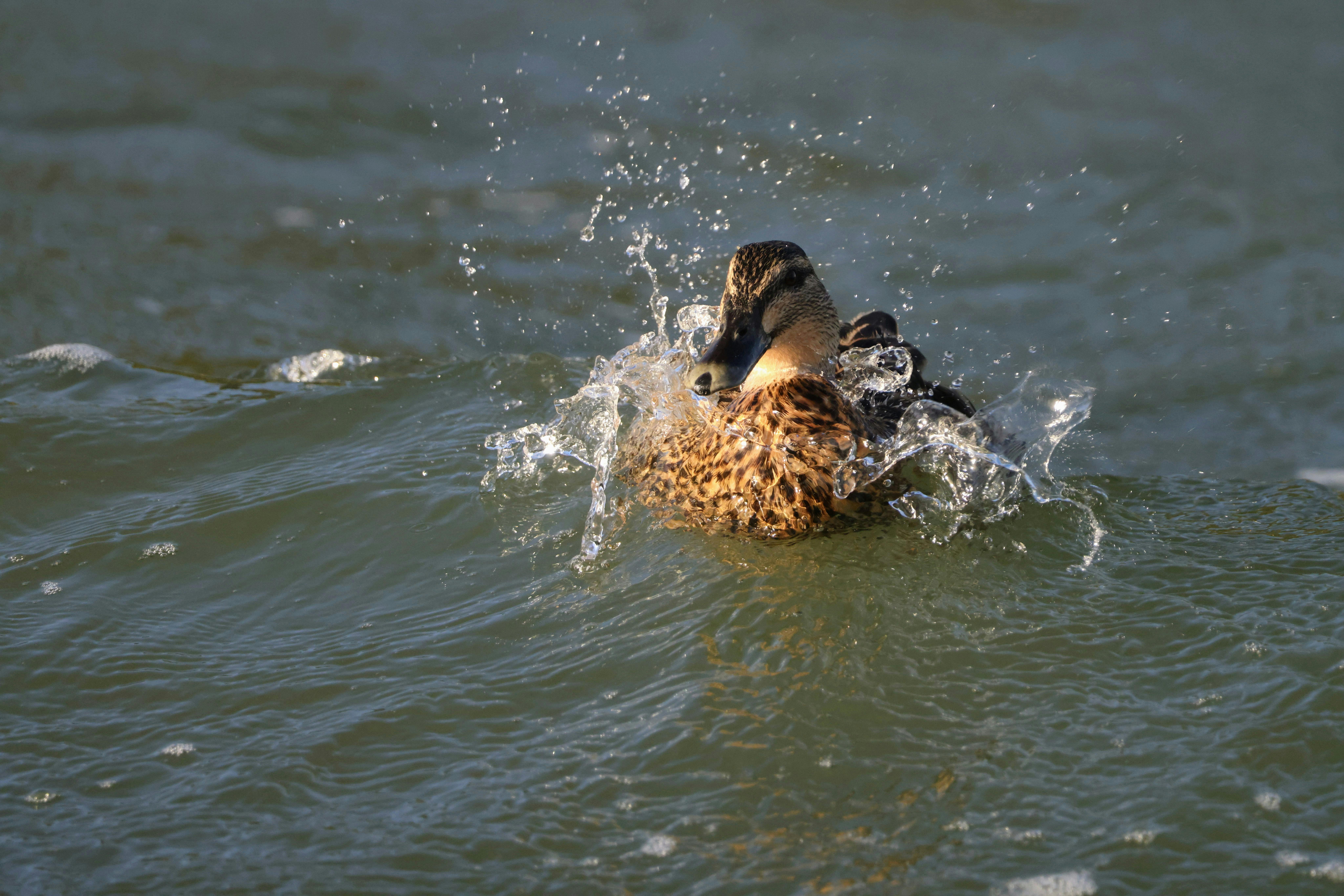 Duck splash · Free Stock Photo