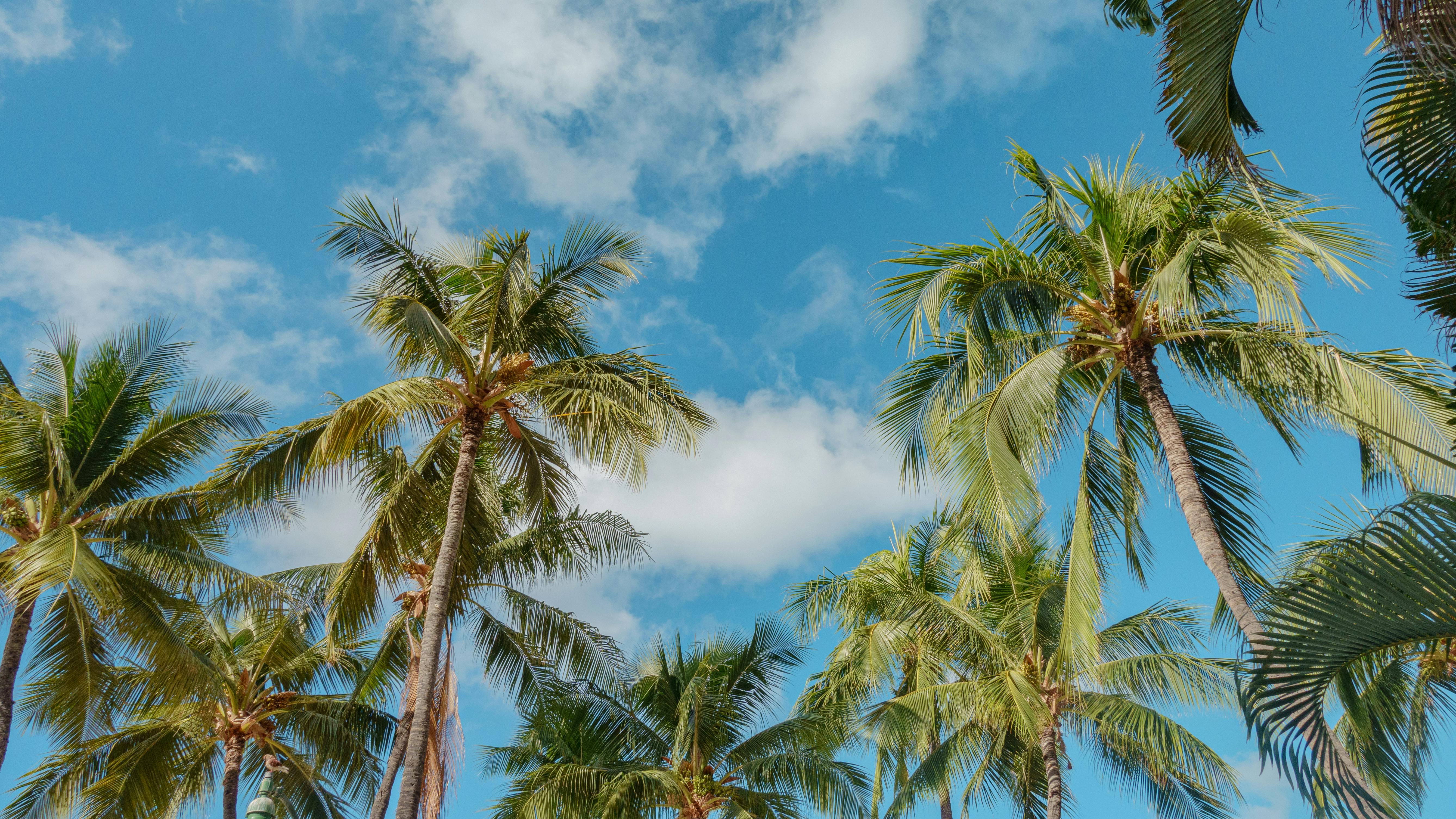 Palmeira Do Havaí · Foto profissional gratuita