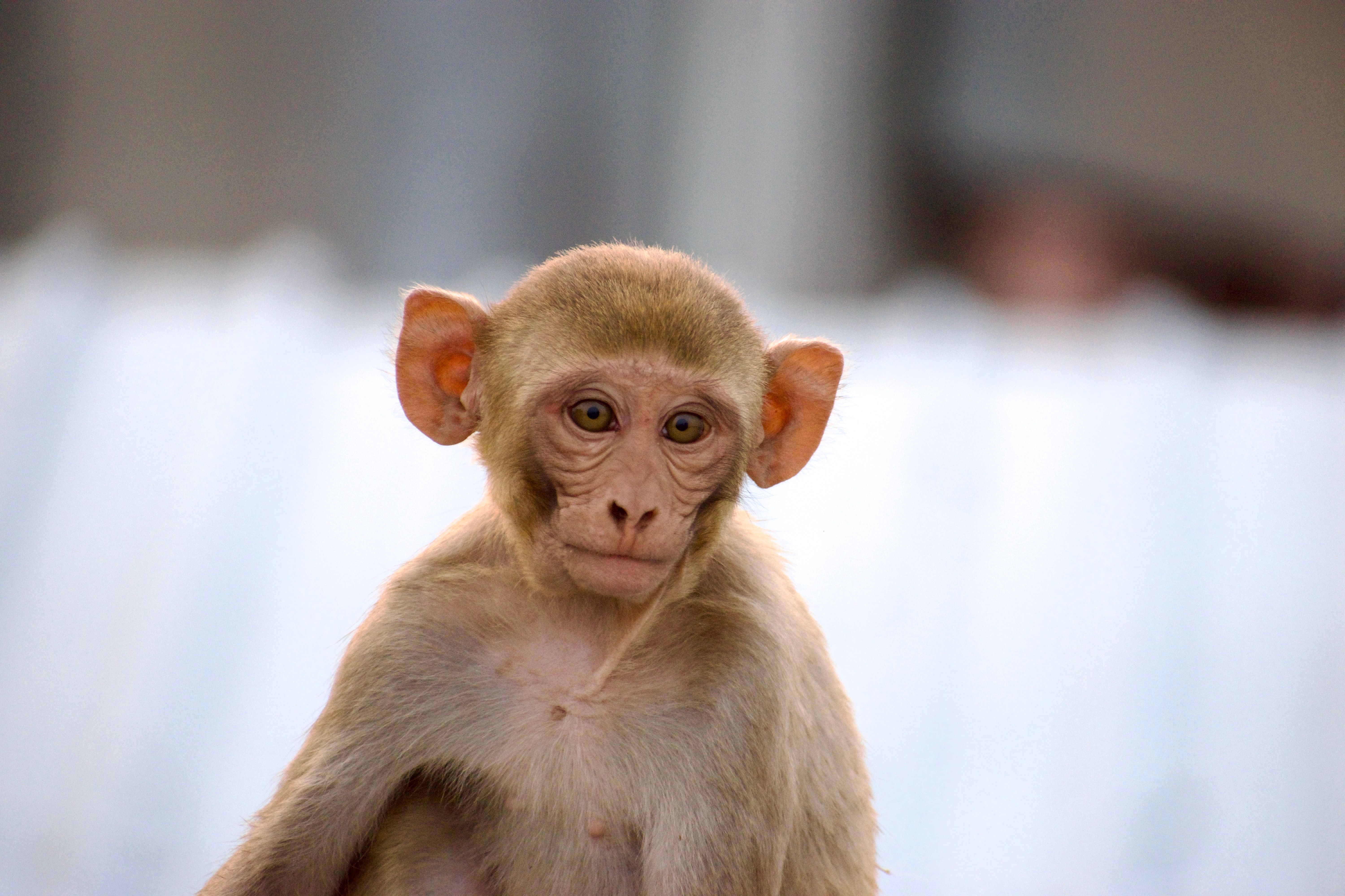 Rhesus Monkey · Free Stock Photo