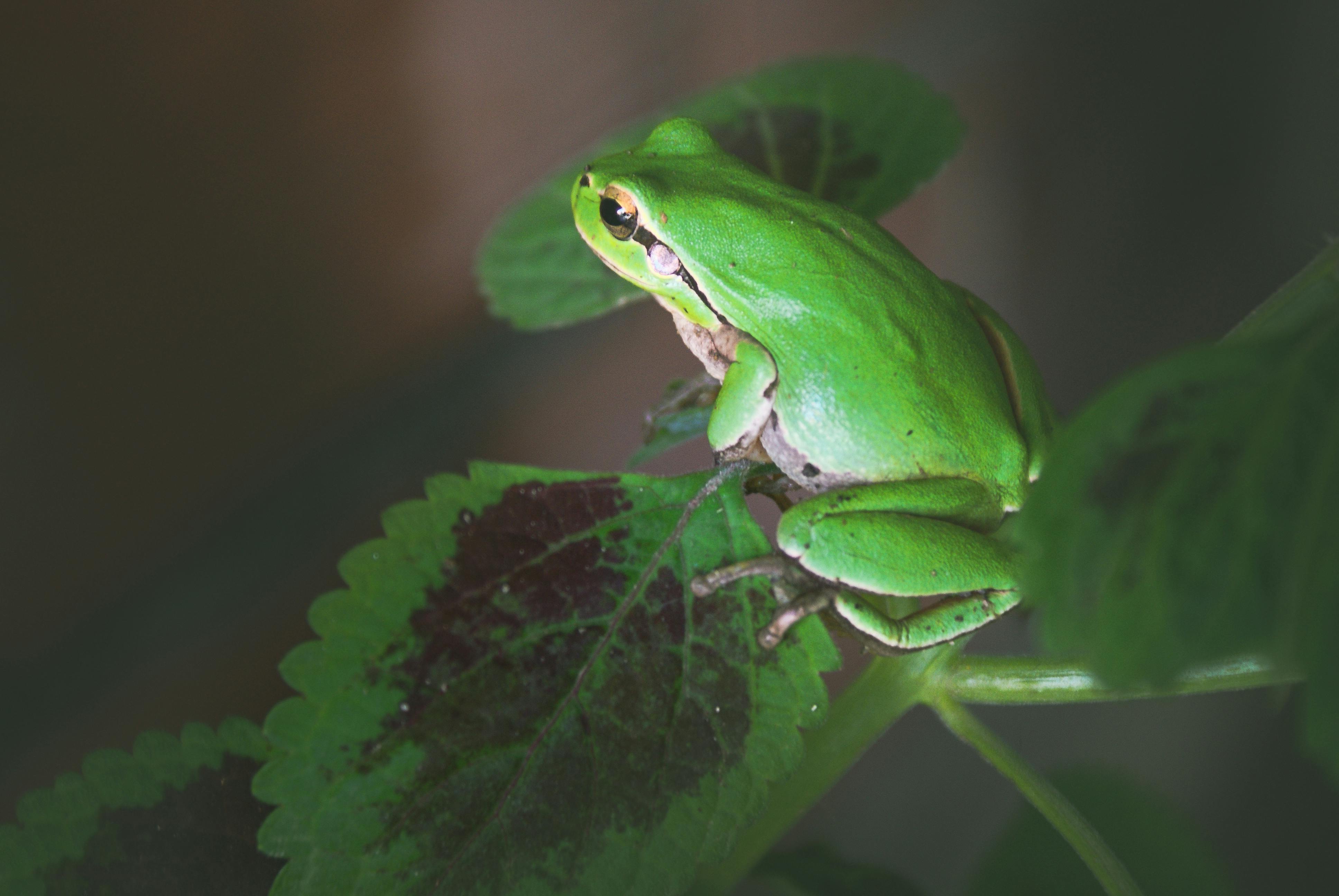 Foto de stock gratuita sobre al aire libre, anfibio, anfibios, animal ...