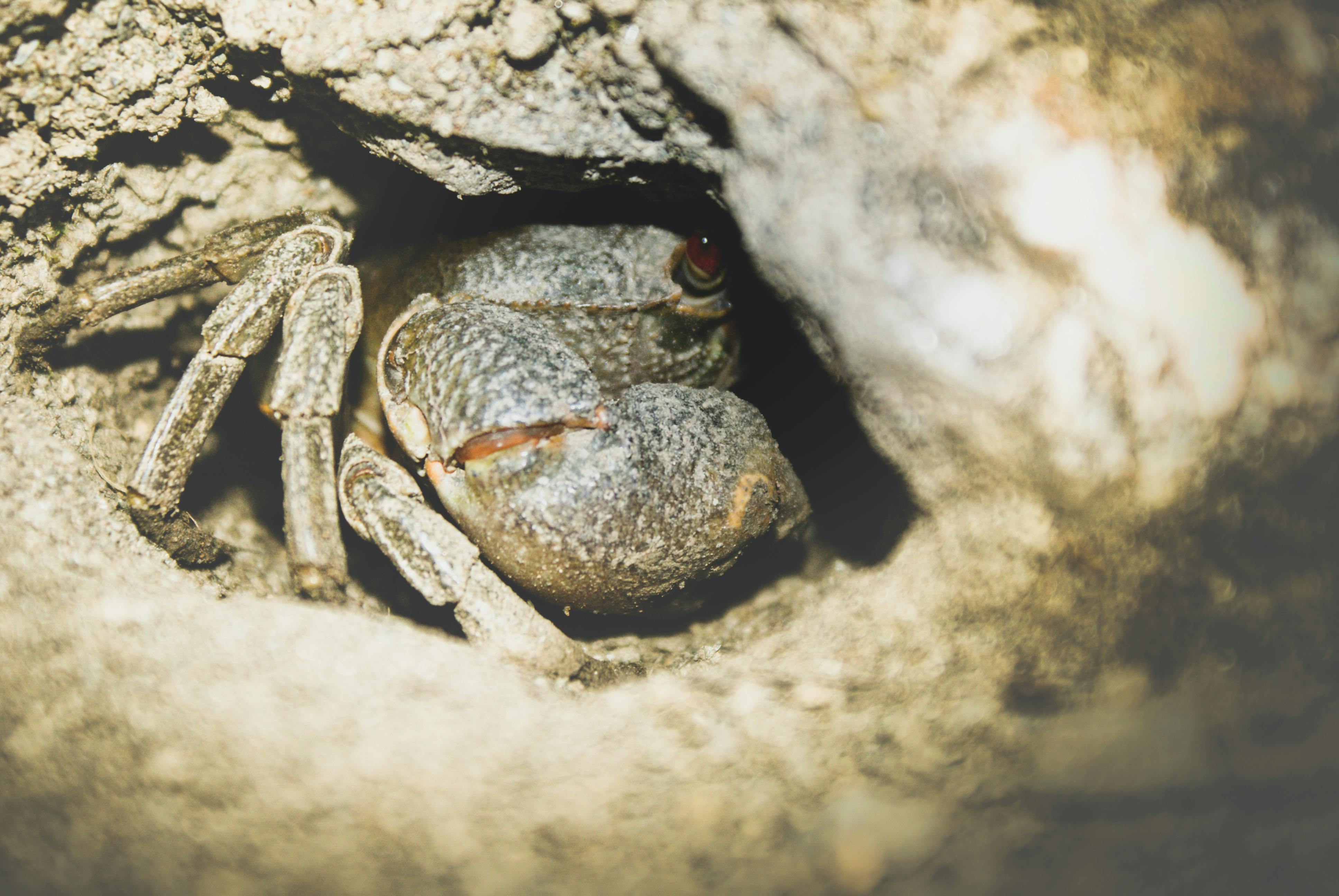 Close-up of a Crab Hiding in a Hole · Free Stock Photo