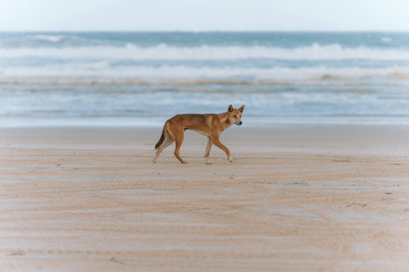 Unveiling the Elusive Dingo: Biology, Behavior, and Habitat
