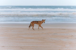 Unveiling the Elusive Dingo: Biology, Behavior, and Habitat