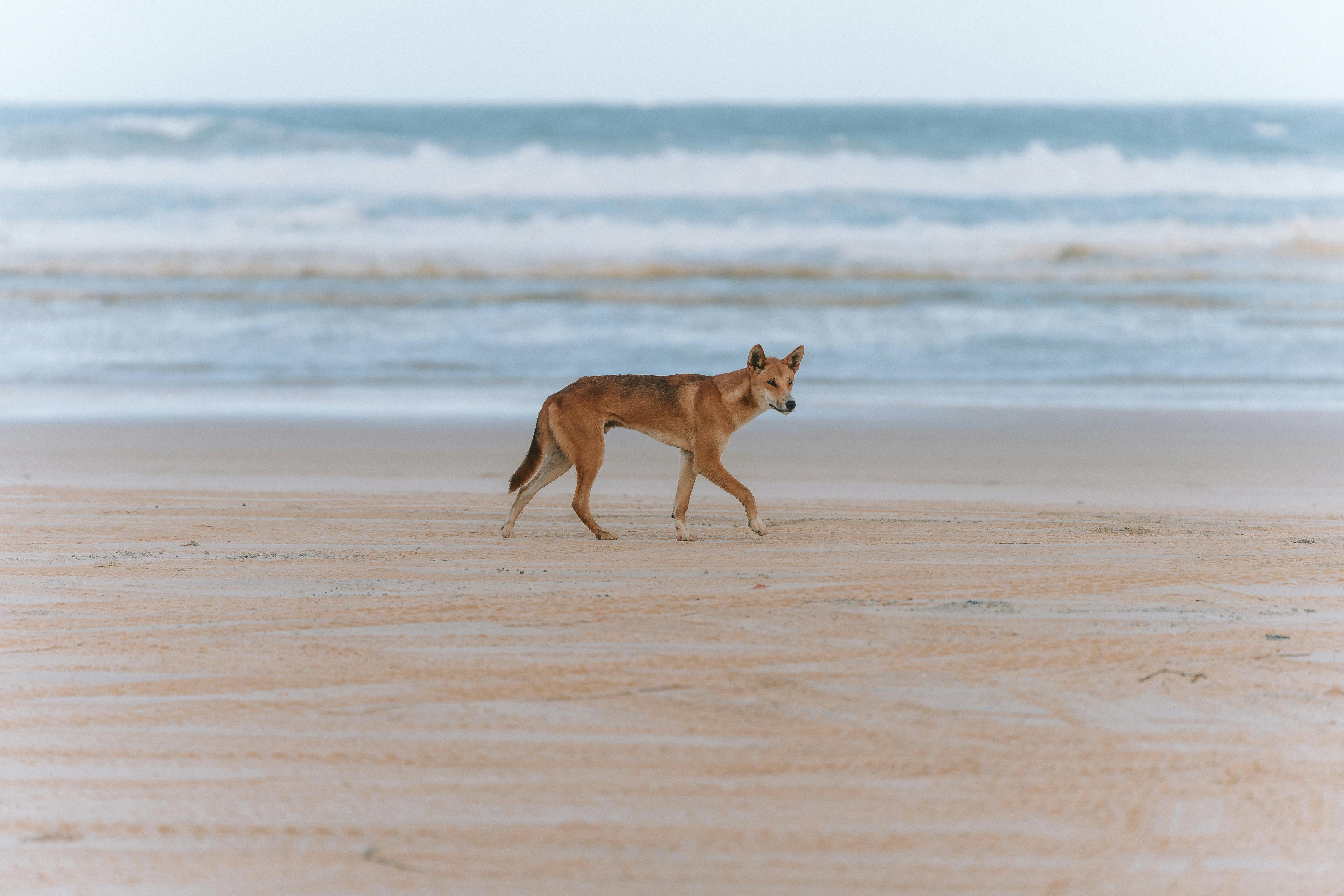 Australian Dingo Photos, Download The BEST Free Australian Dingo Stock ...