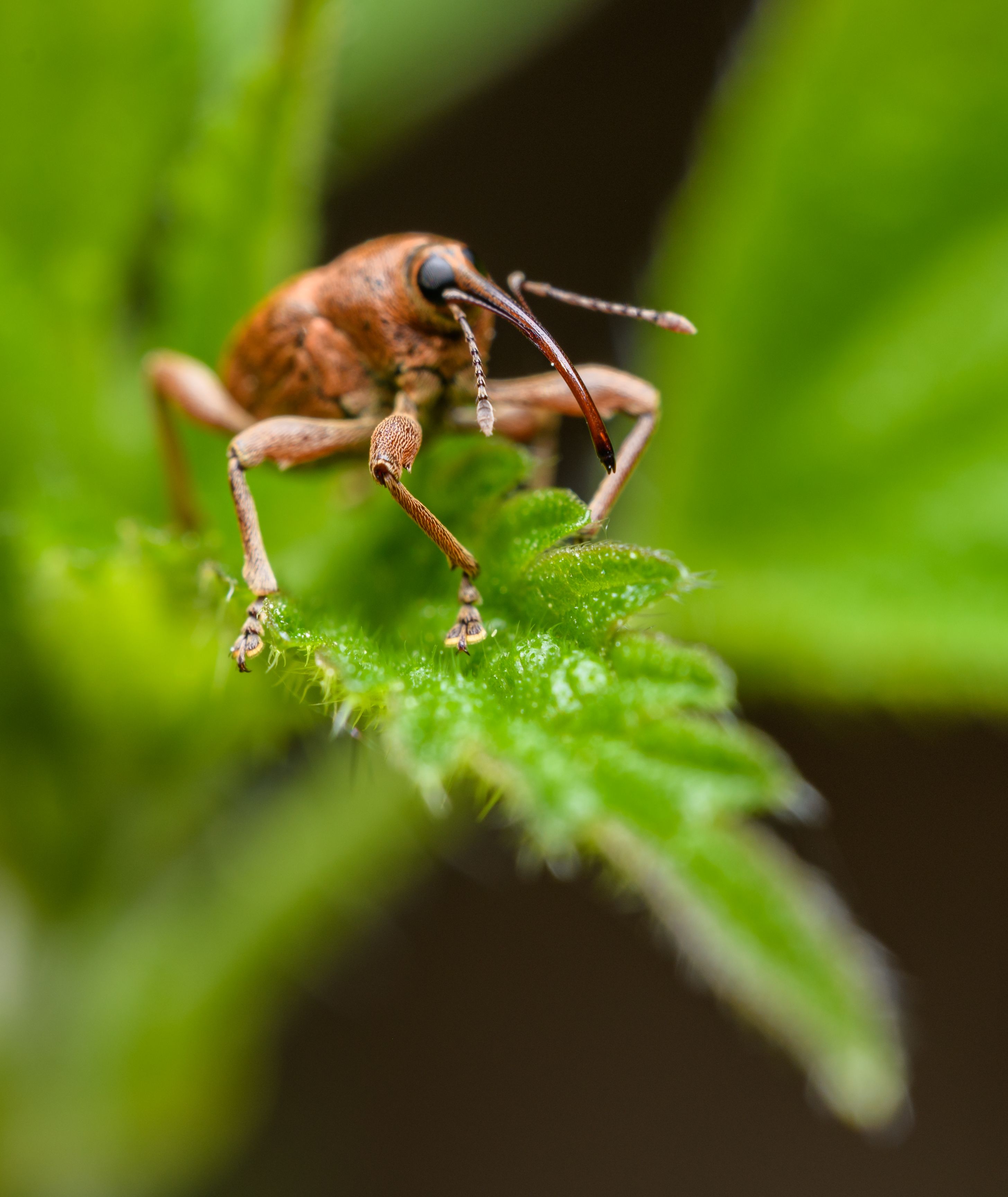Extreme Close-up of a Beetle Sitting on a Green Leaf · Free Stock Photo