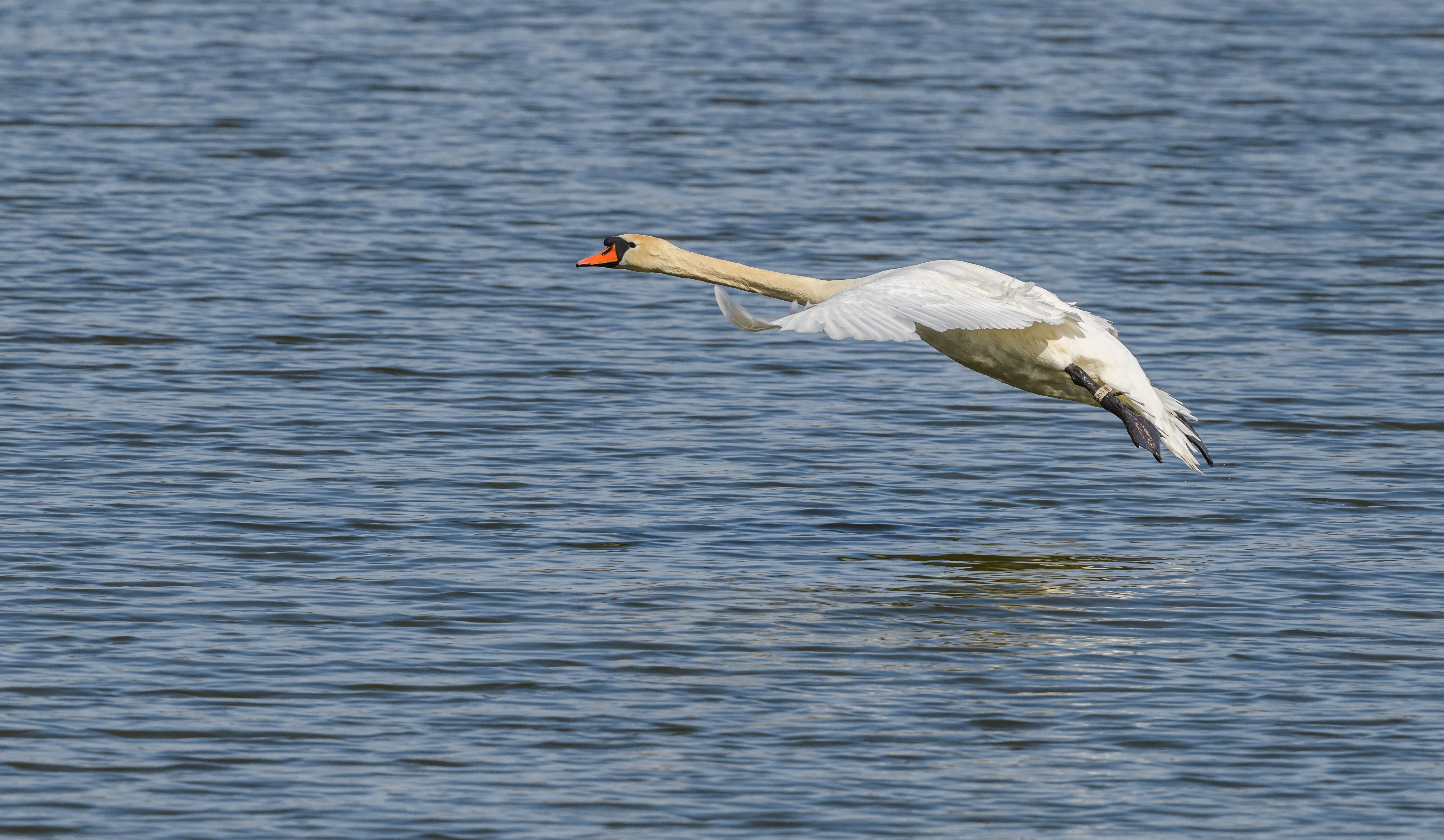 Swan Flying over Lake · Free Stock Photo