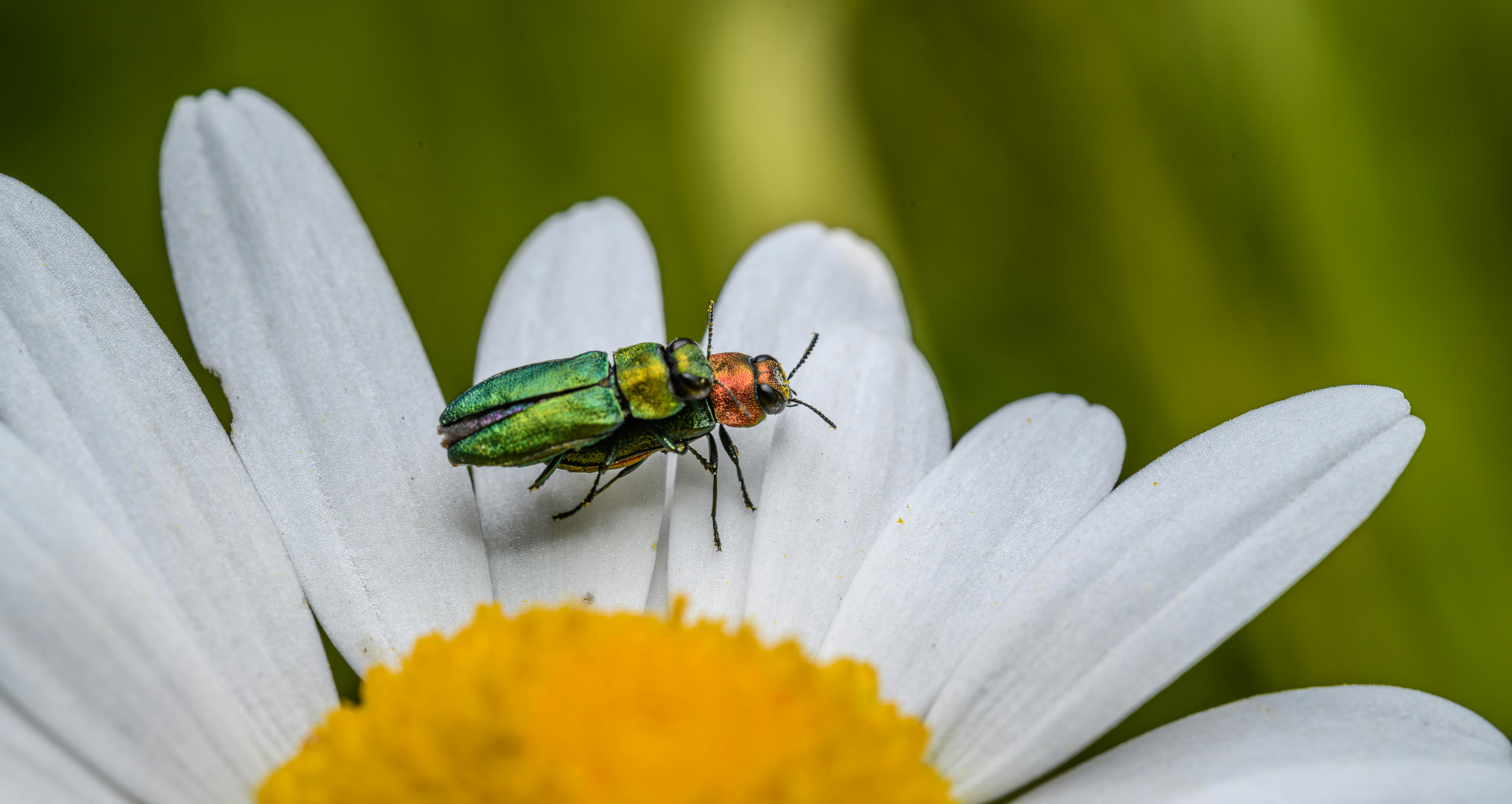 Close-up of a Beetle Sitting on a Daisy · Free Stock Photo