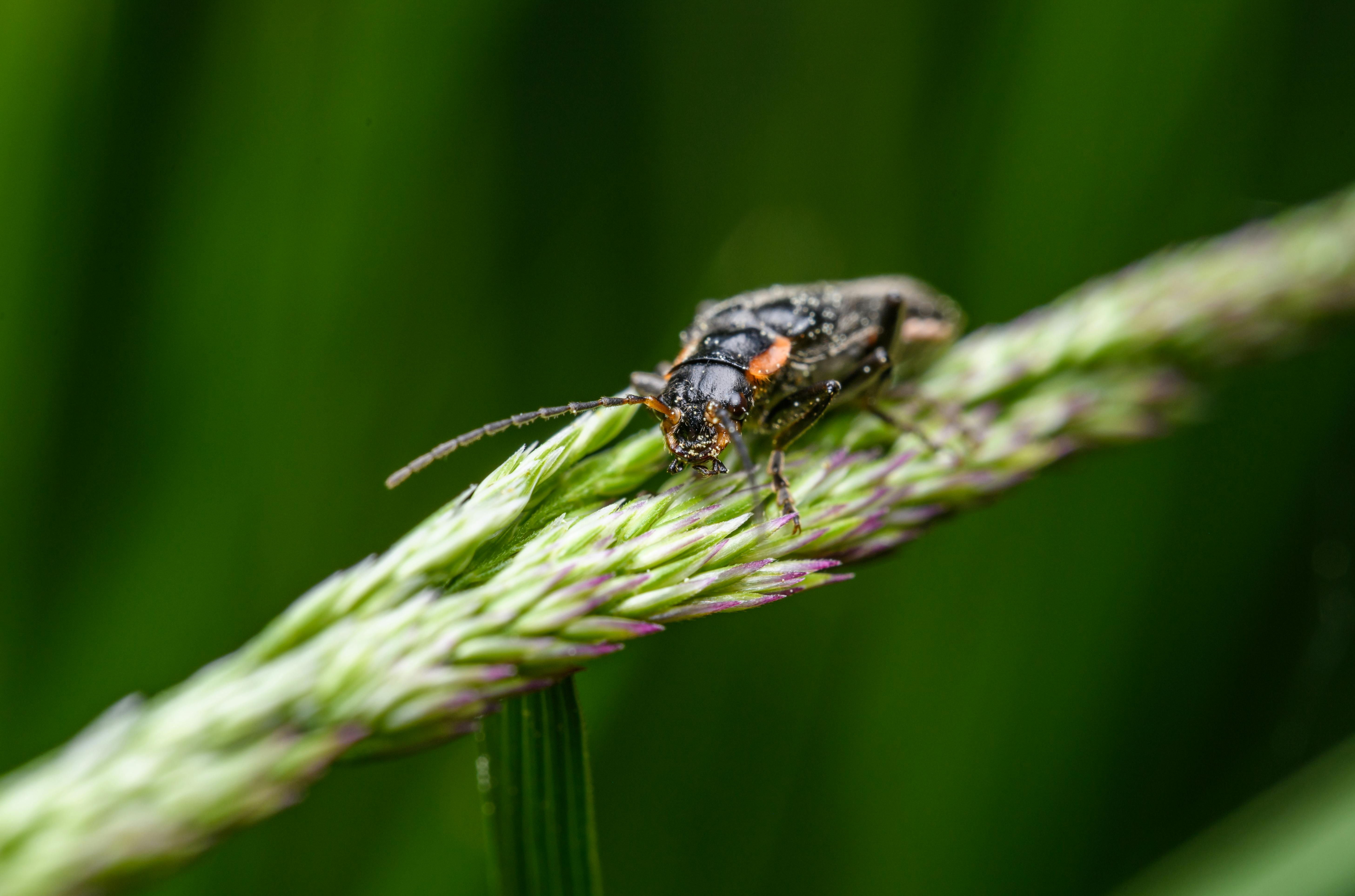 A bug on a stalk of grass in the field · Free Stock Photo