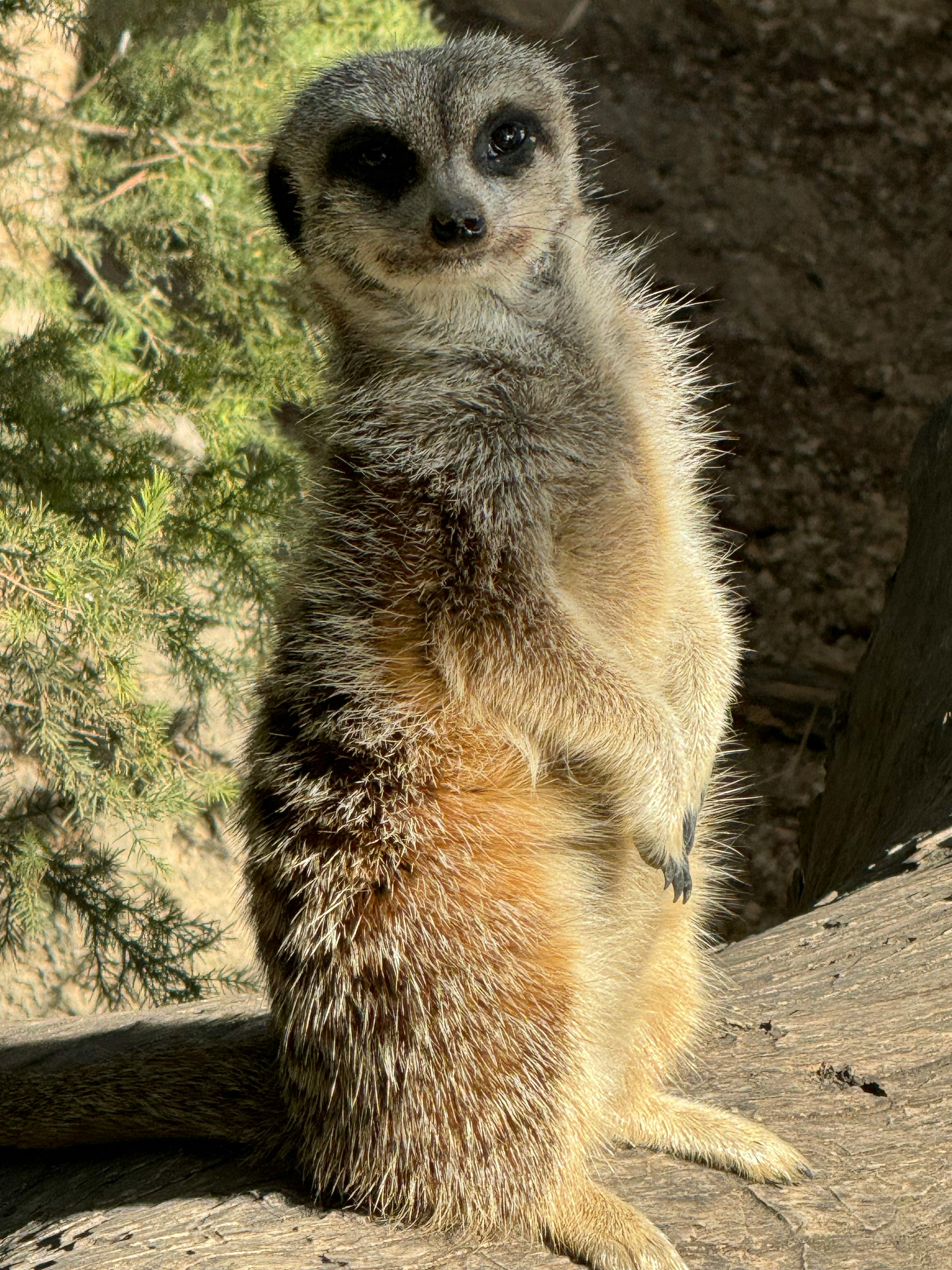 Portrait of Standing Meerkat · Free Stock Photo