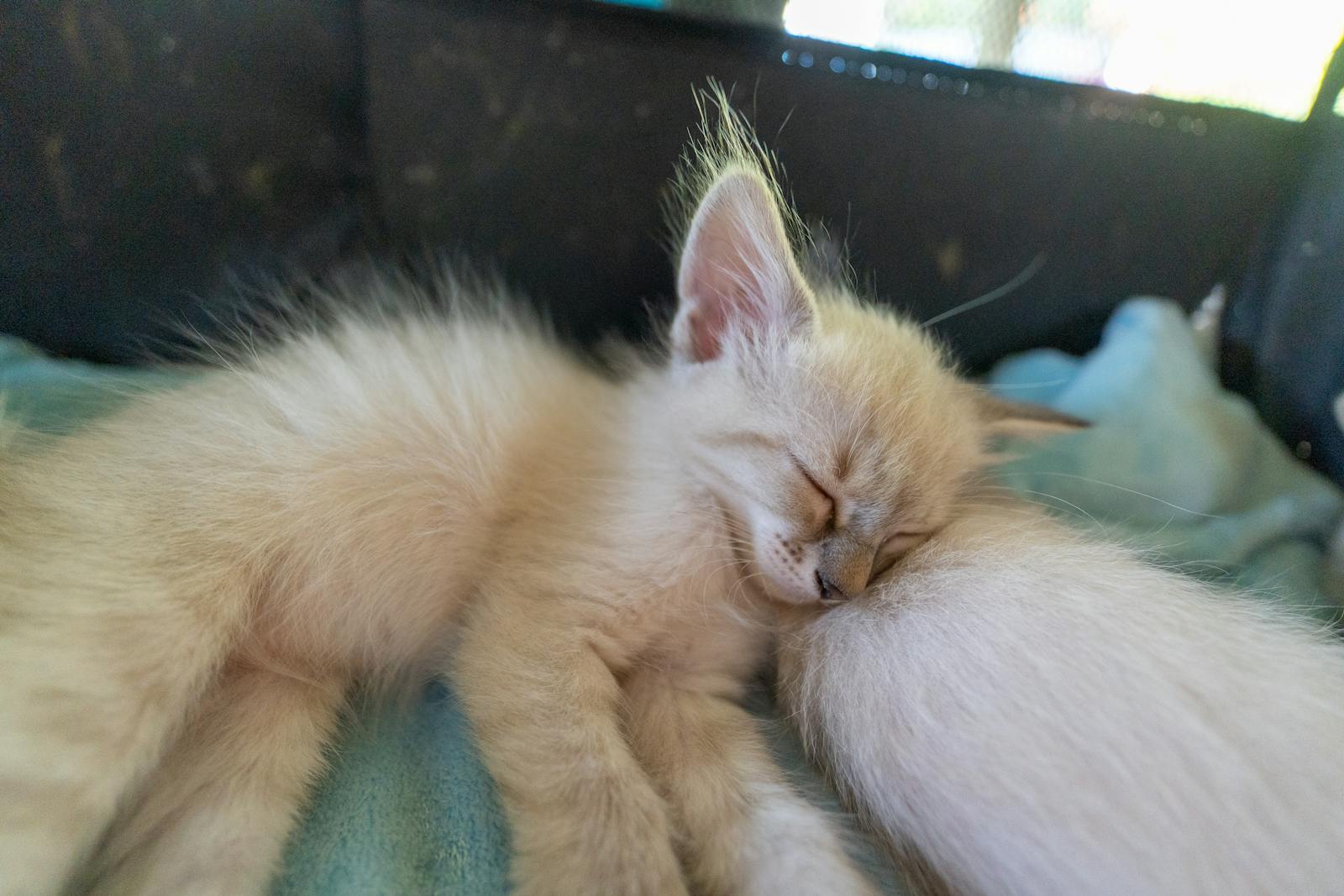 Sleeping Photo Photos, Download The BEST Free Sleeping Photo Stock ...