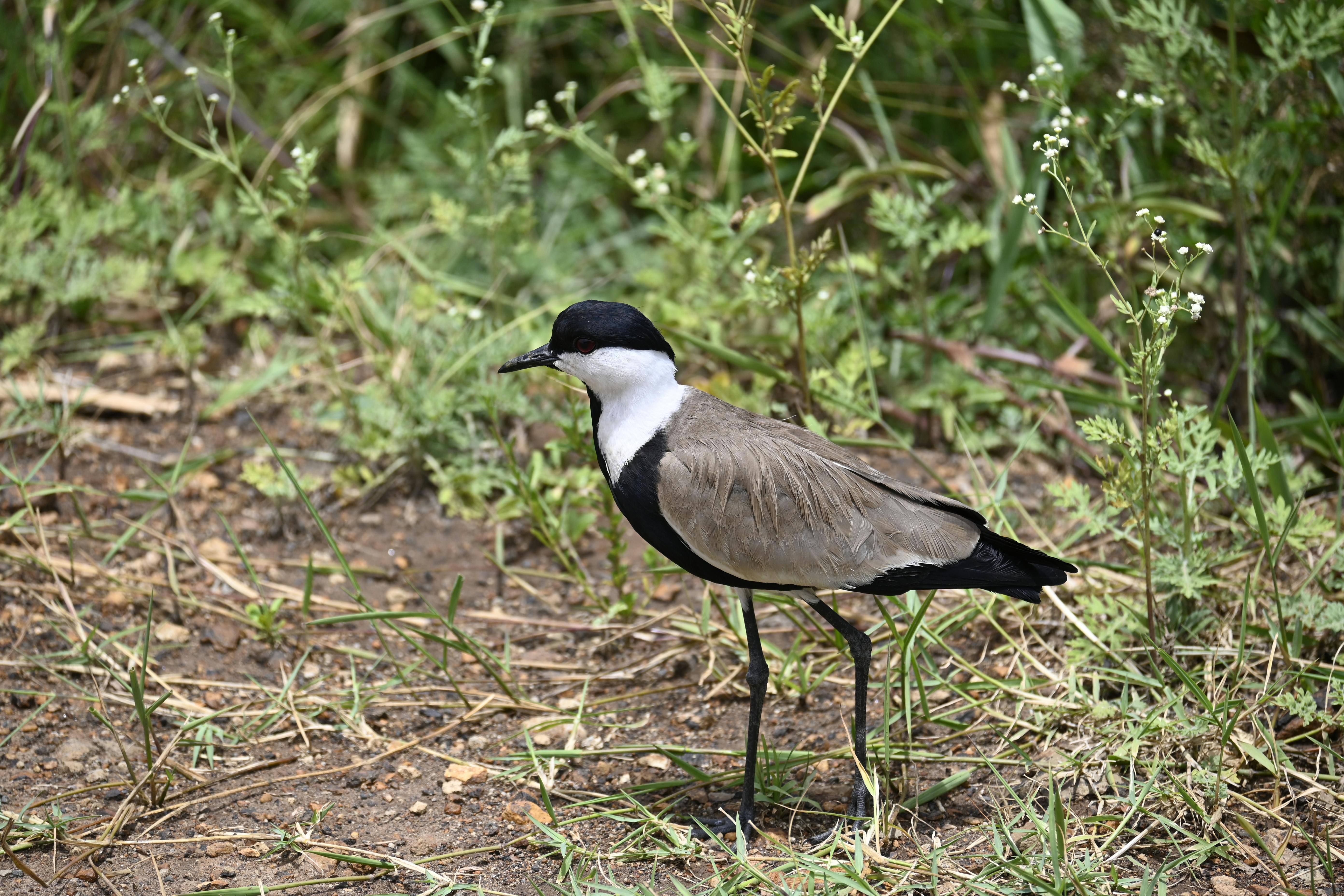 Bird on Ground · Free Stock Photo