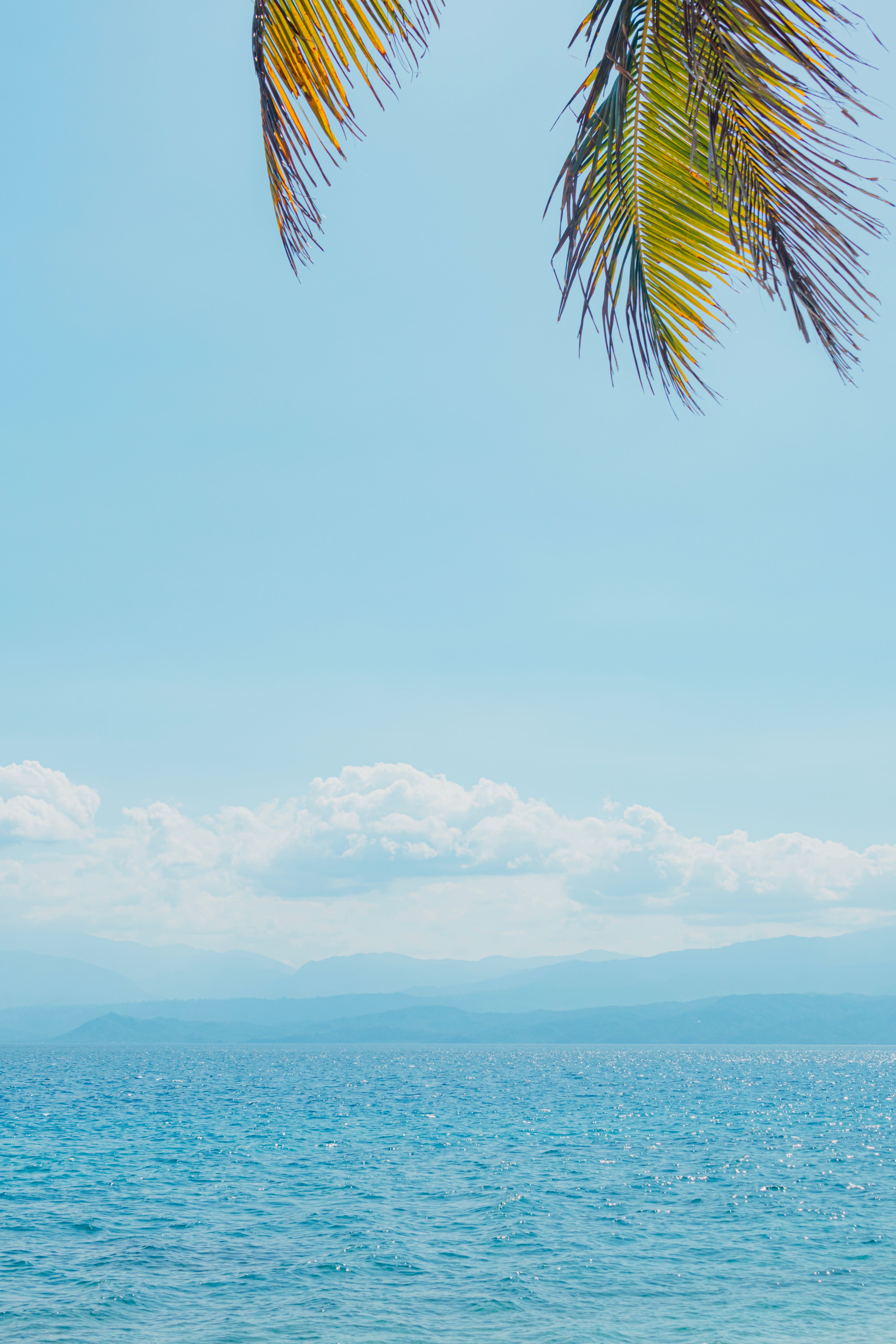 Palm Tree Leaves over Blue Ocean · Free Stock Photo