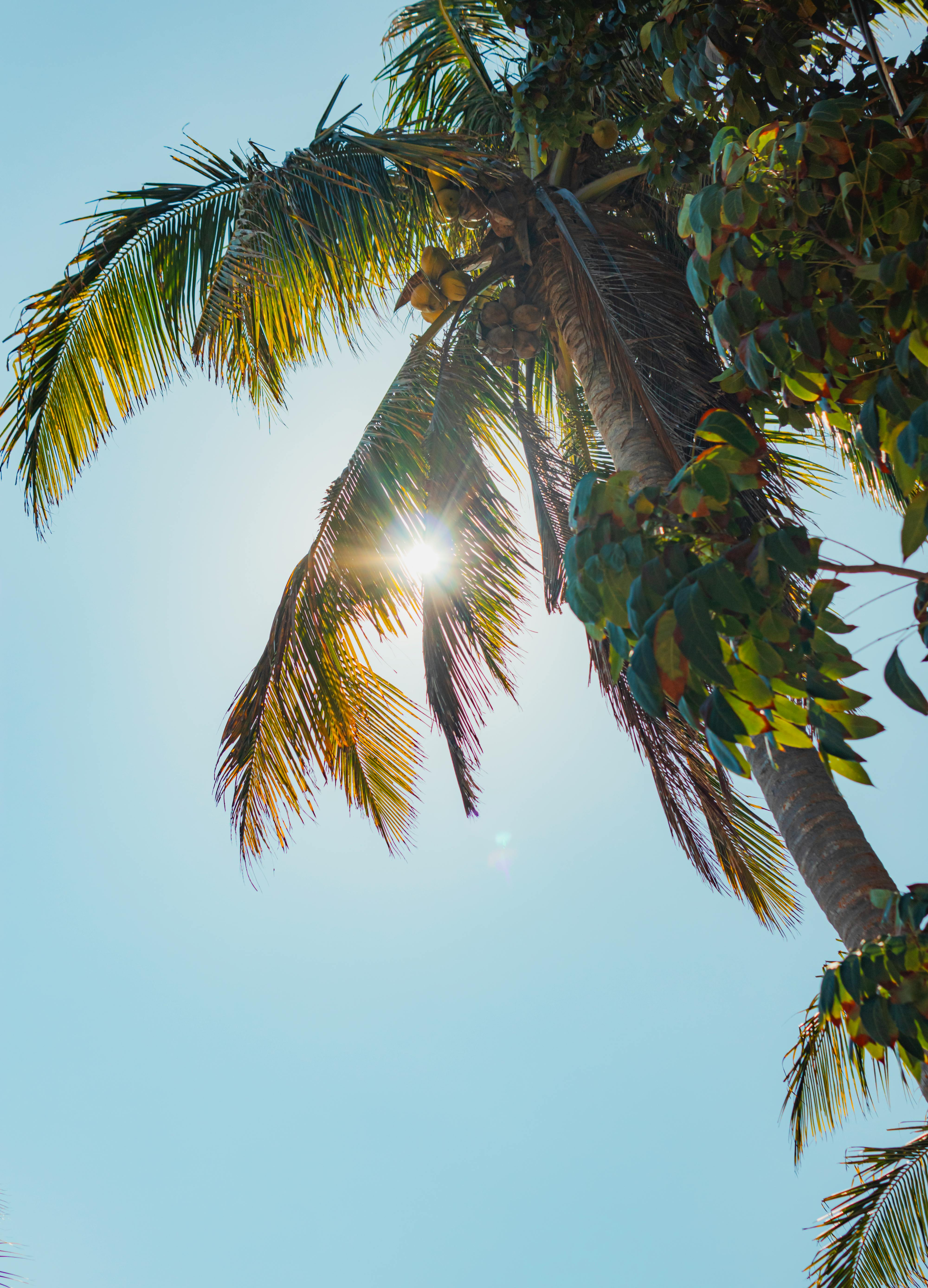 Palm Tree under Clear Sky · Free Stock Photo